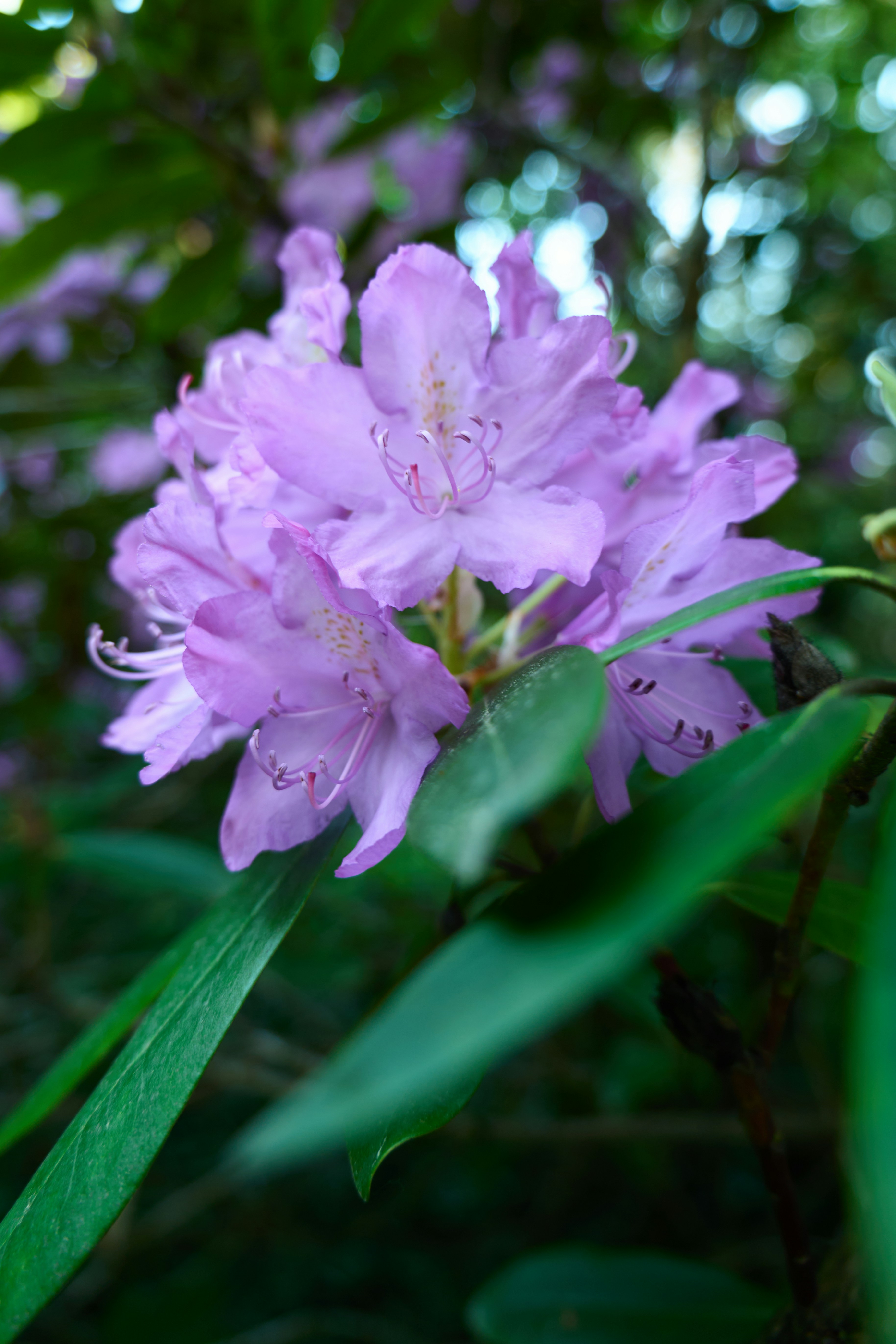 Lavender Bloom: A Close-Up Portrait of a Rhododendron in Soft Focus