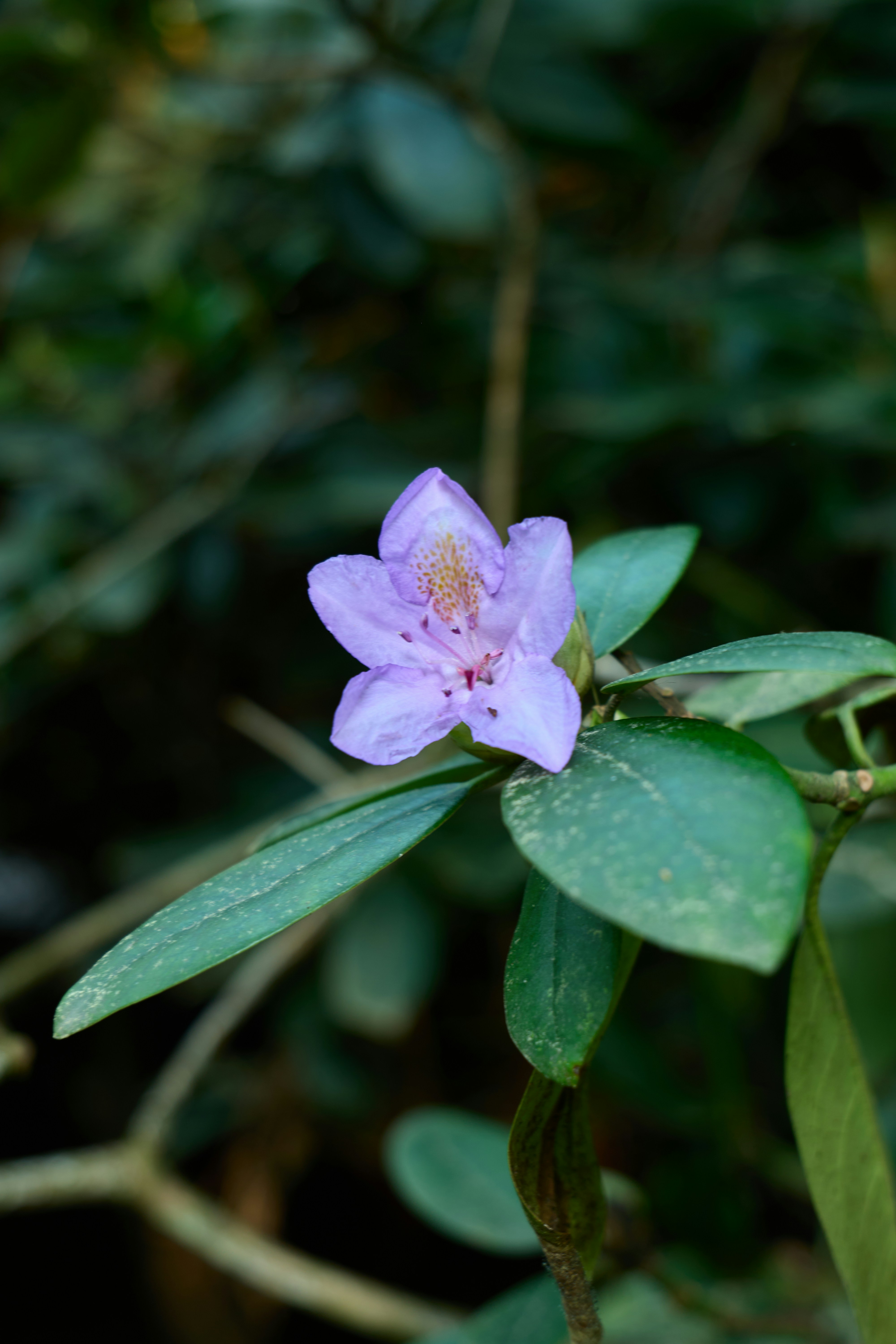 Lavender Bloom in Quiet Green: A Single Flower in Focus