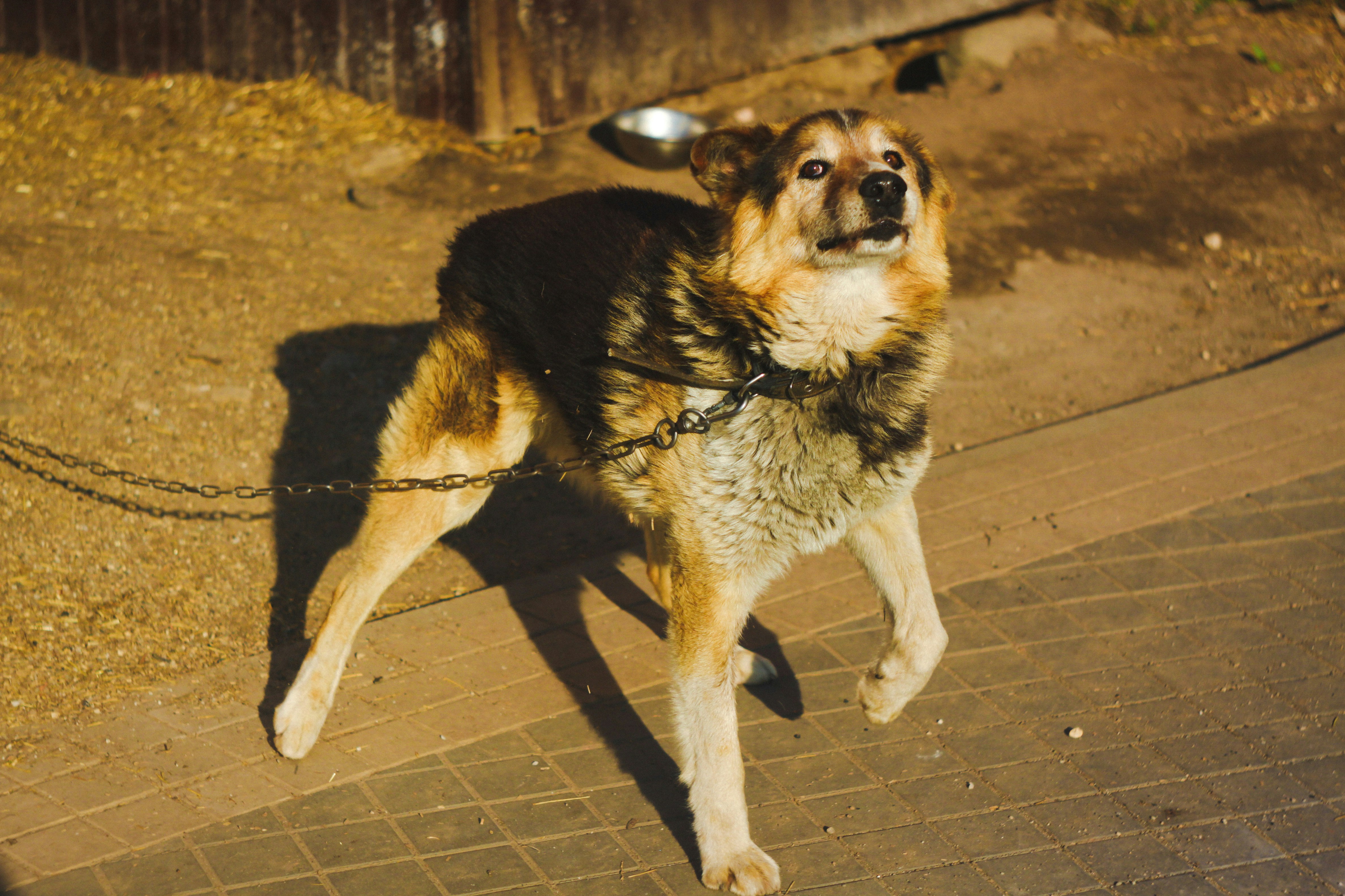 Chain-tugging portrait: a wary beat-down of the leash’s shadow