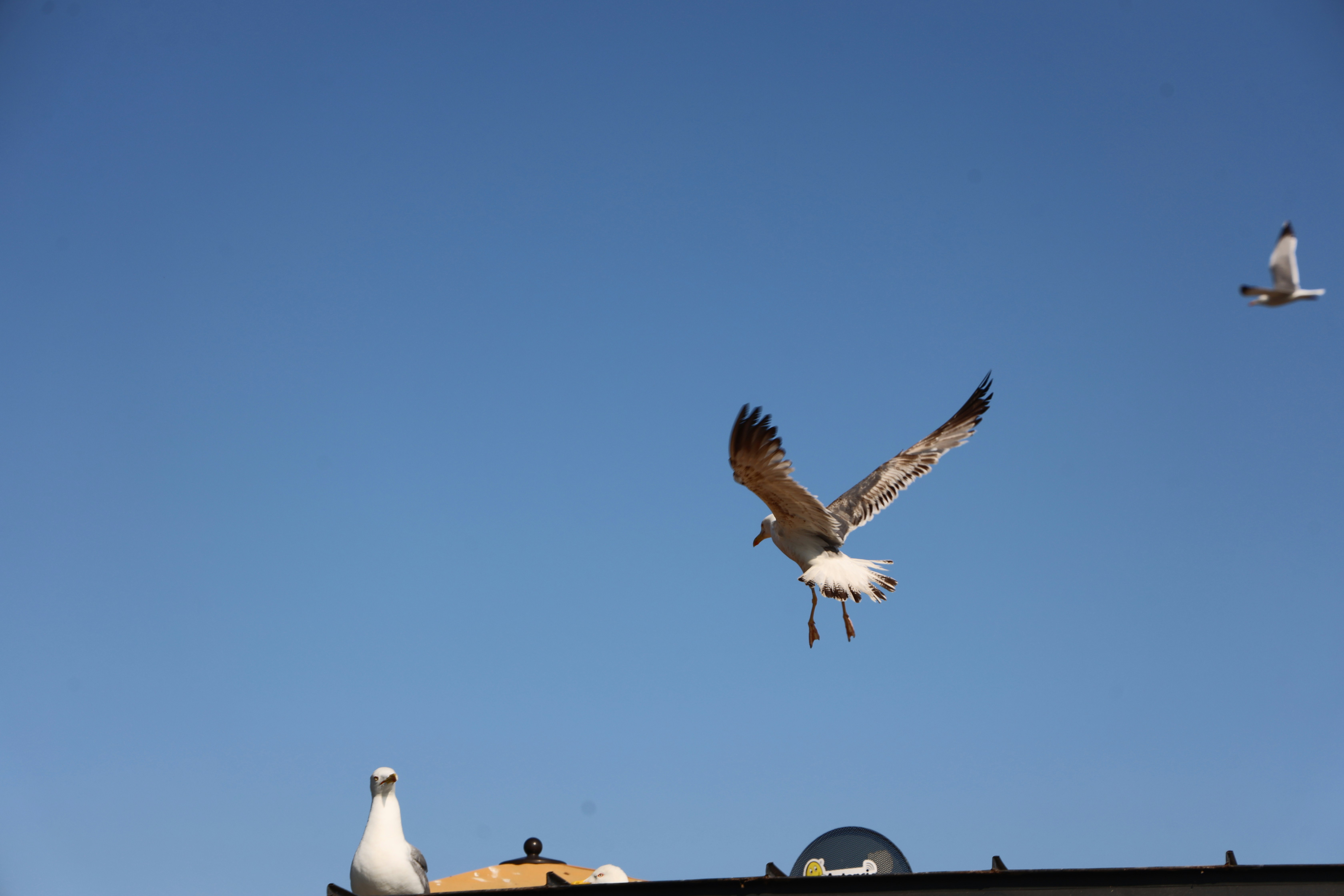 Hawks over the Rooftops: A Bright Sky Rendezvous