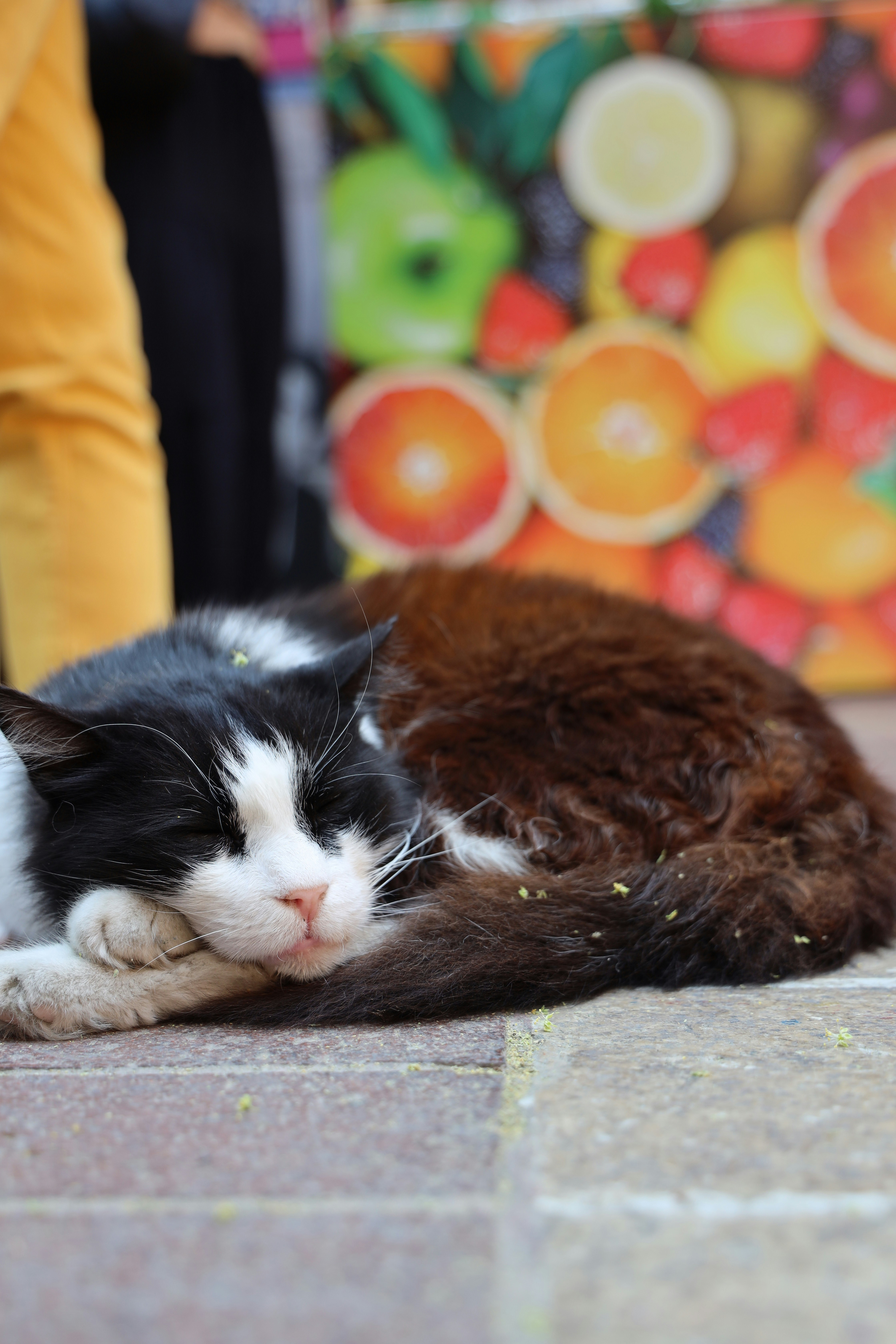 Calm Cat Resting on a Colorful Fruit-Patterned Backdrop