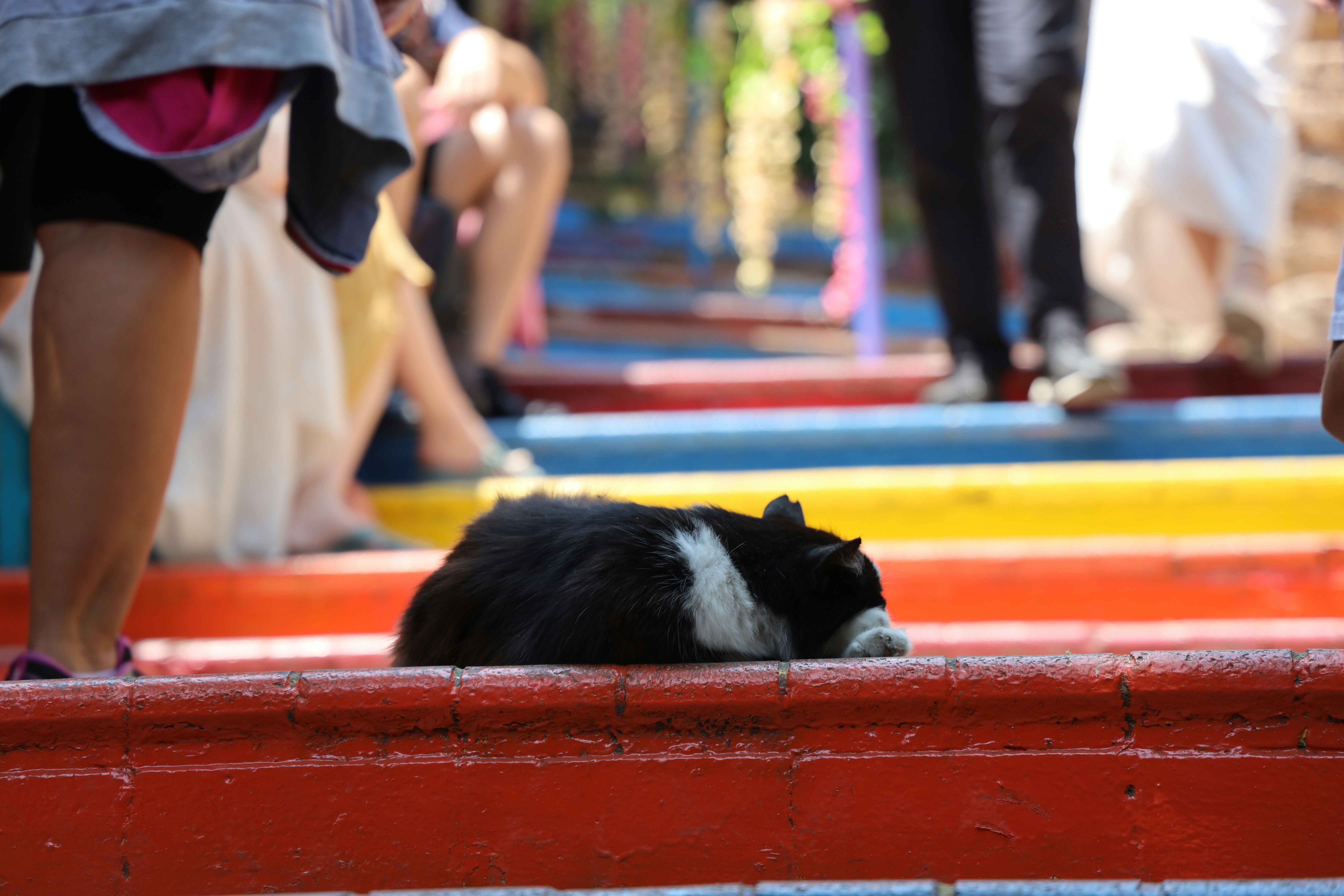 Black-and-white Cat Resting on Vibrant Painted Steps
