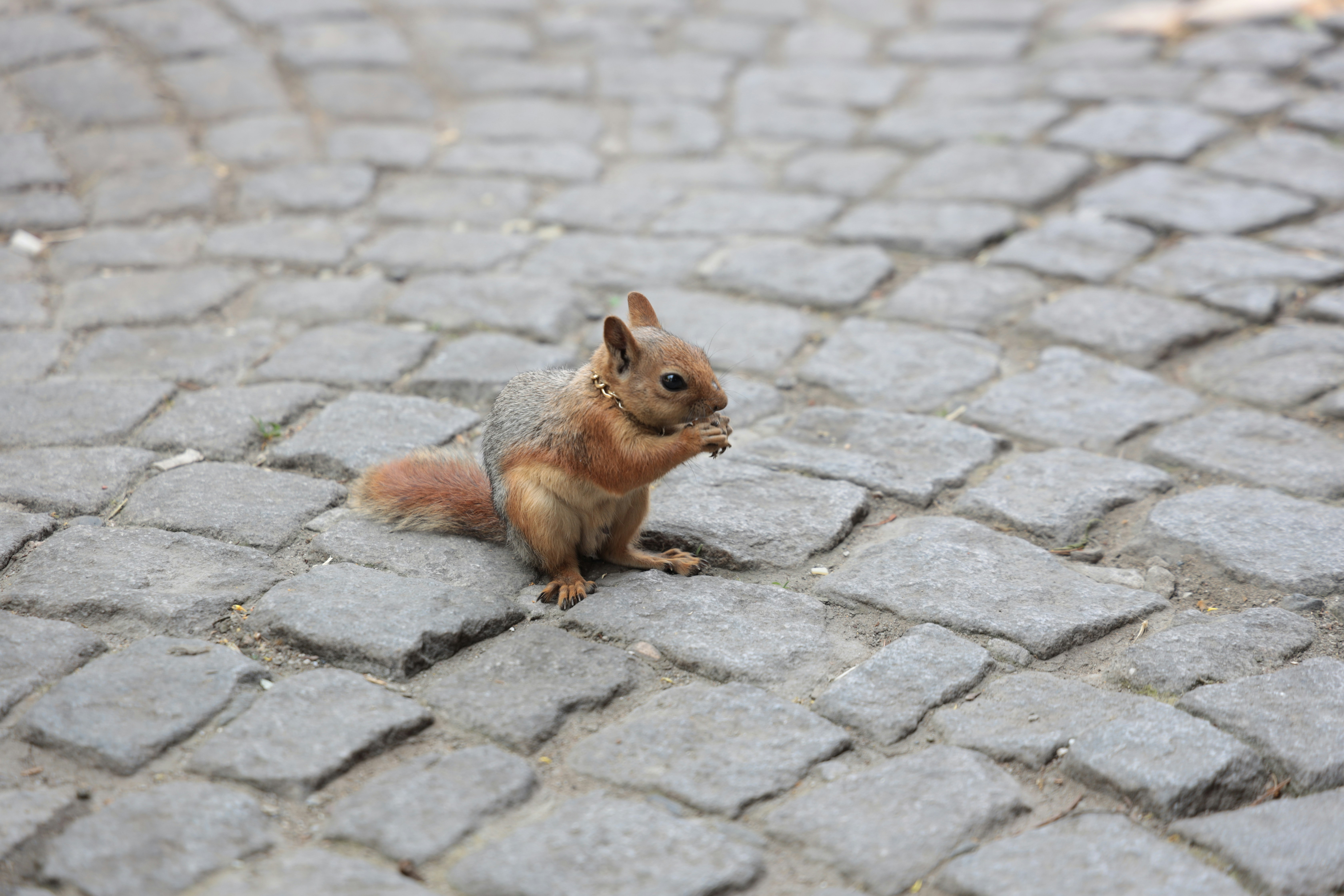 Nibbling Squirrel on Cobblestone Quiet
