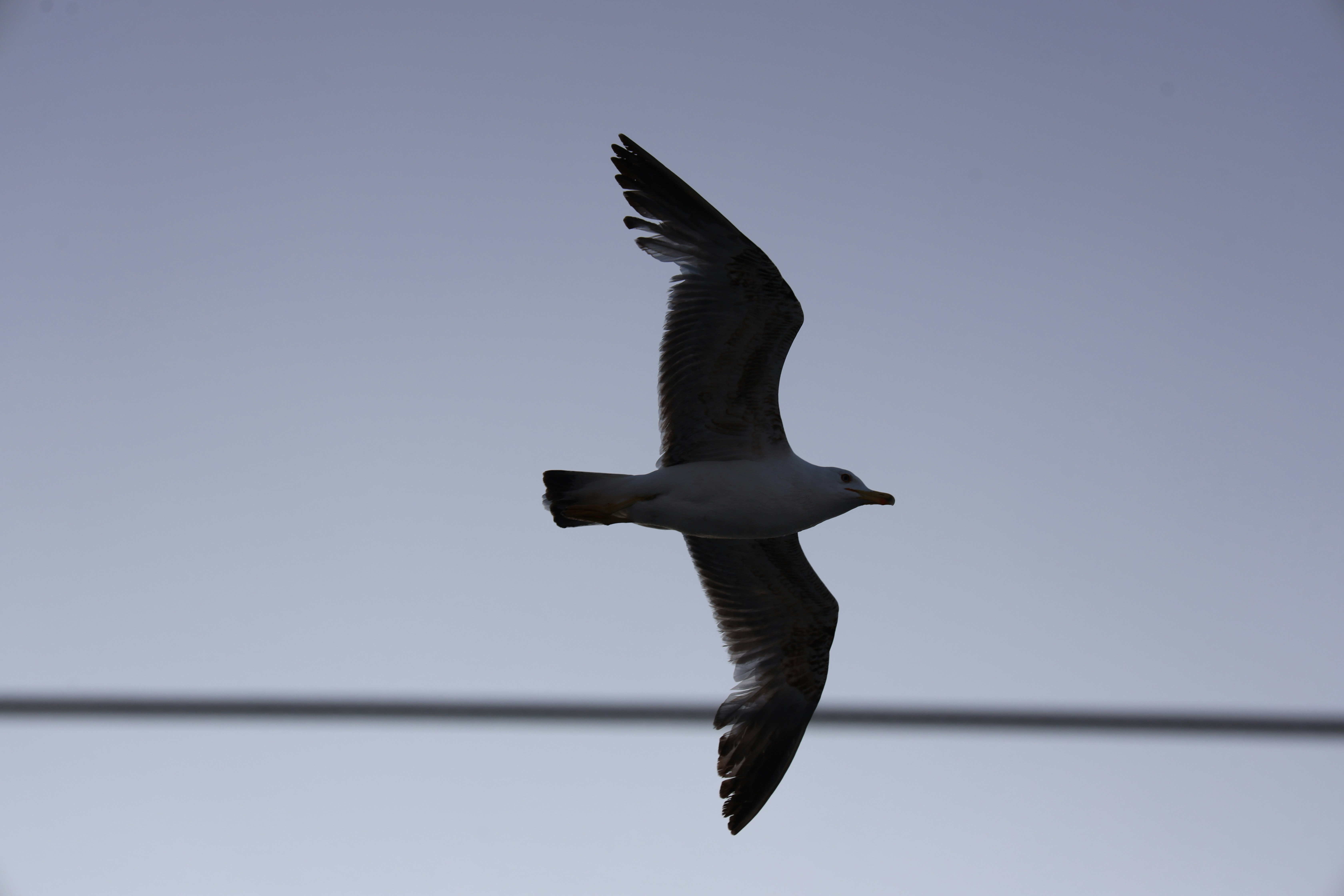 Mid-Flight Gull Against a Quiet Horizon