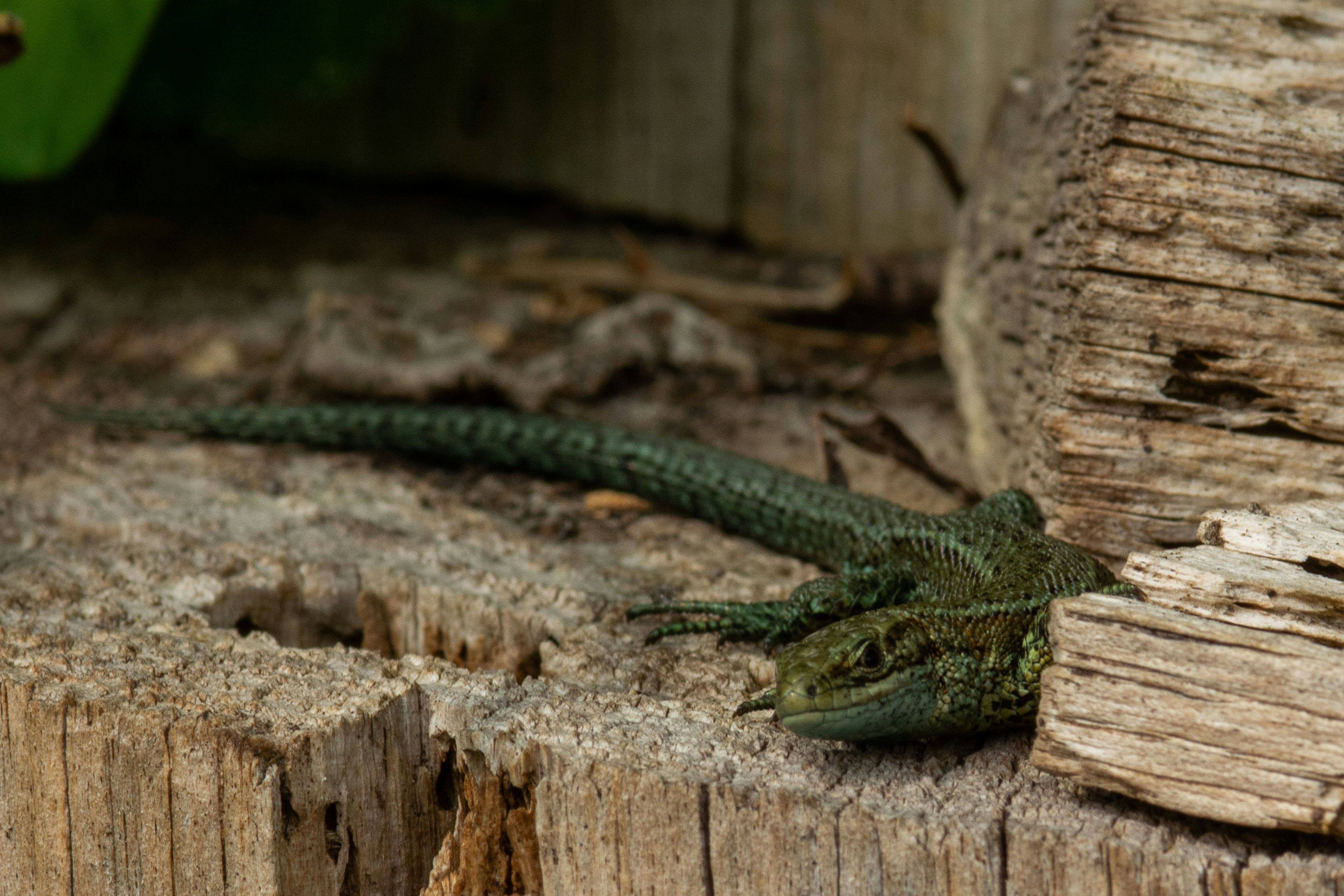 Green Lacertid on a Weathered Wooden Stage