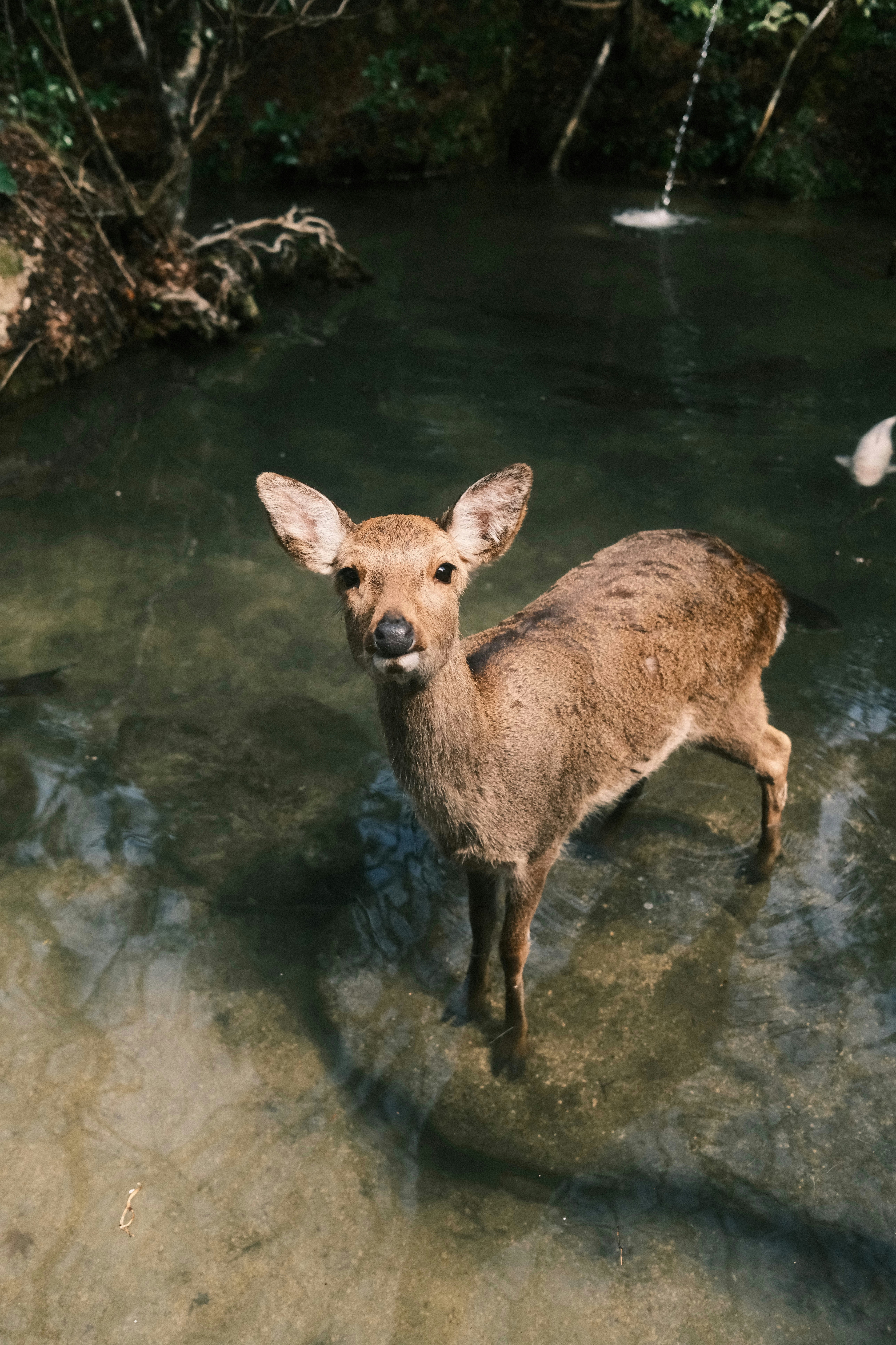 Curious Deer in a Quiet River Foray