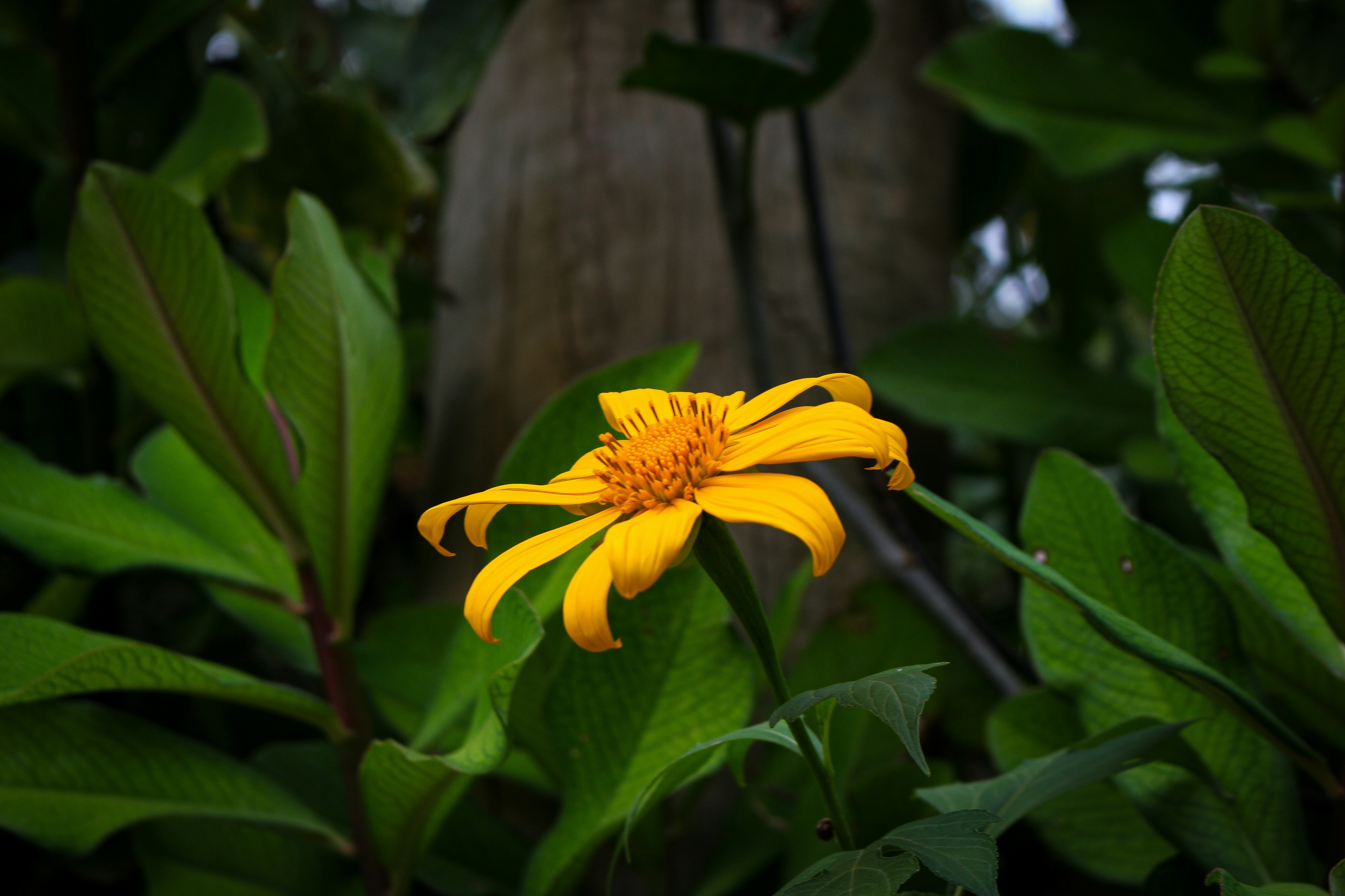 Sunlit Daffodil-Glow: A Bright Flower Amid Dense Foliage