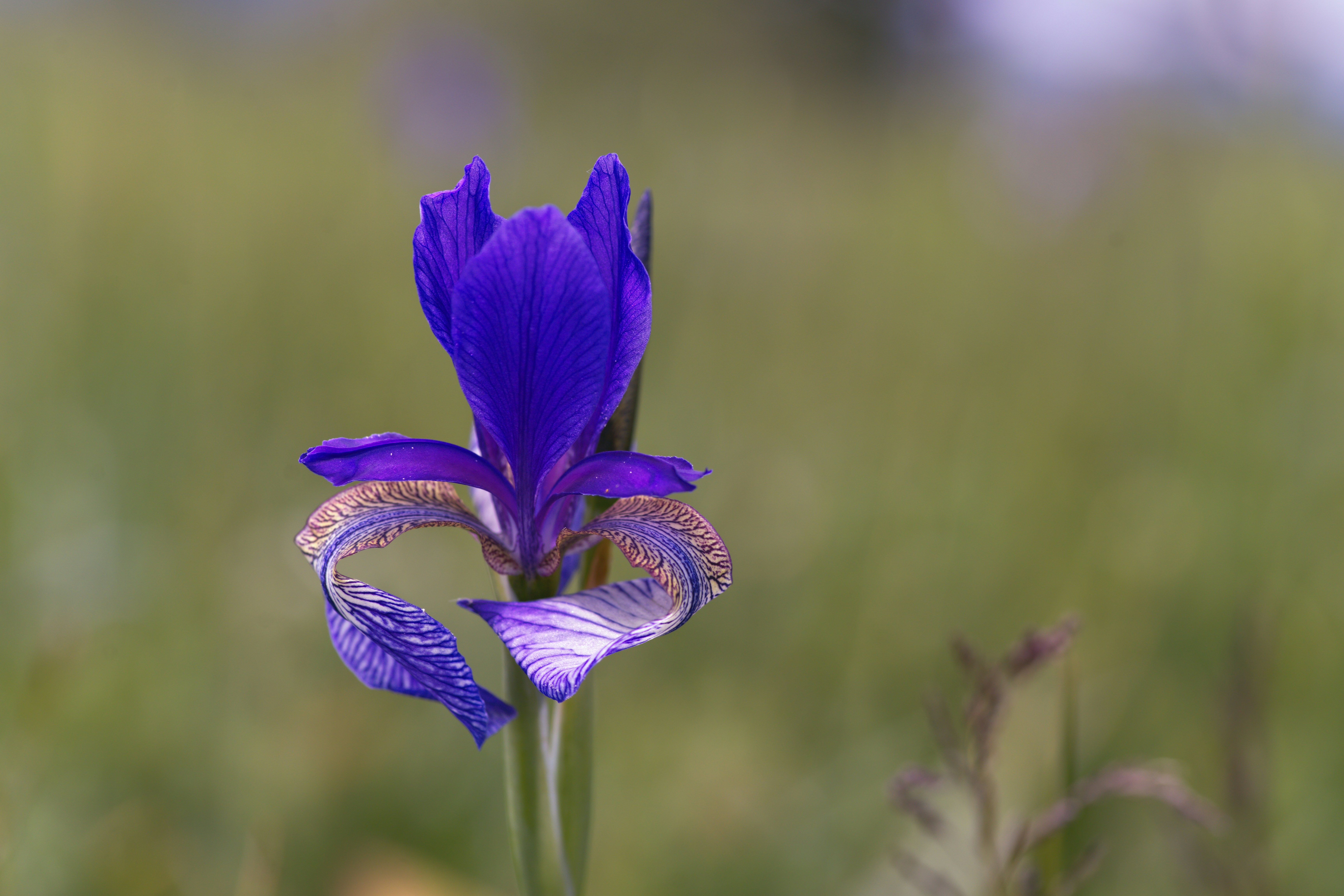 Royal Iris in Blur: A Close-Up Spring Bloom