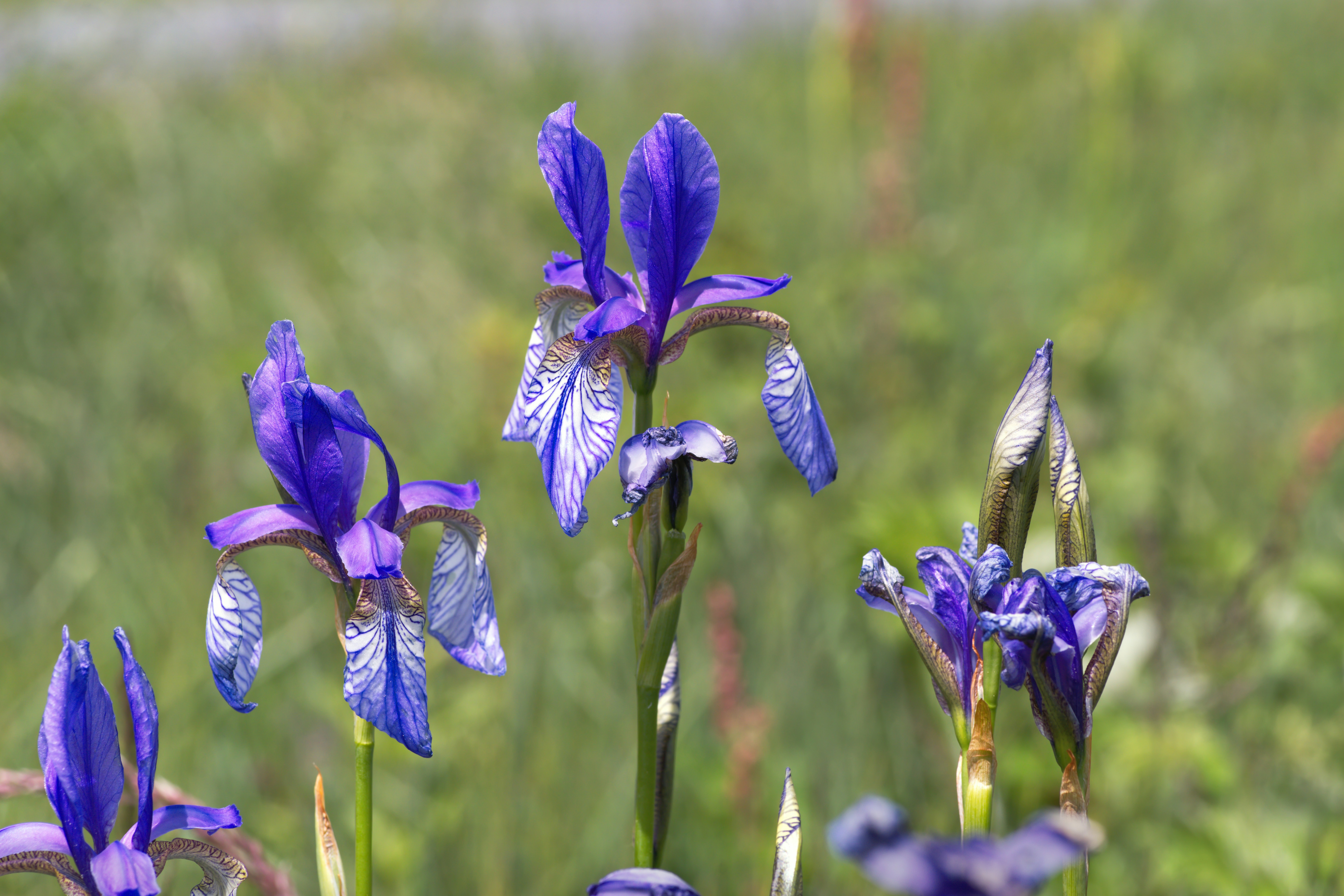 A group of irises blooming in the reed bed