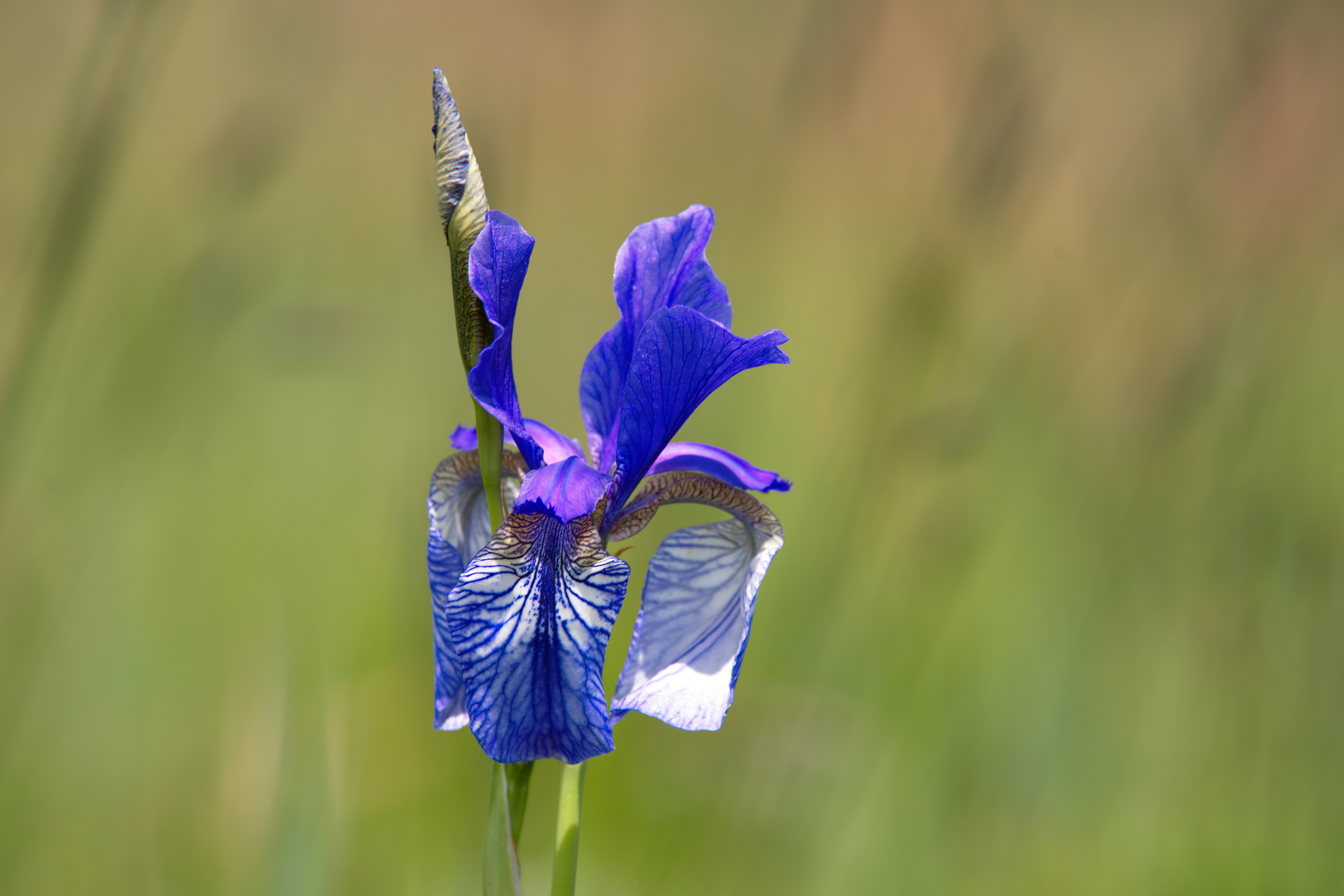 Azure Iris in Focus: A Single Flower Against a Blurred Meadow
