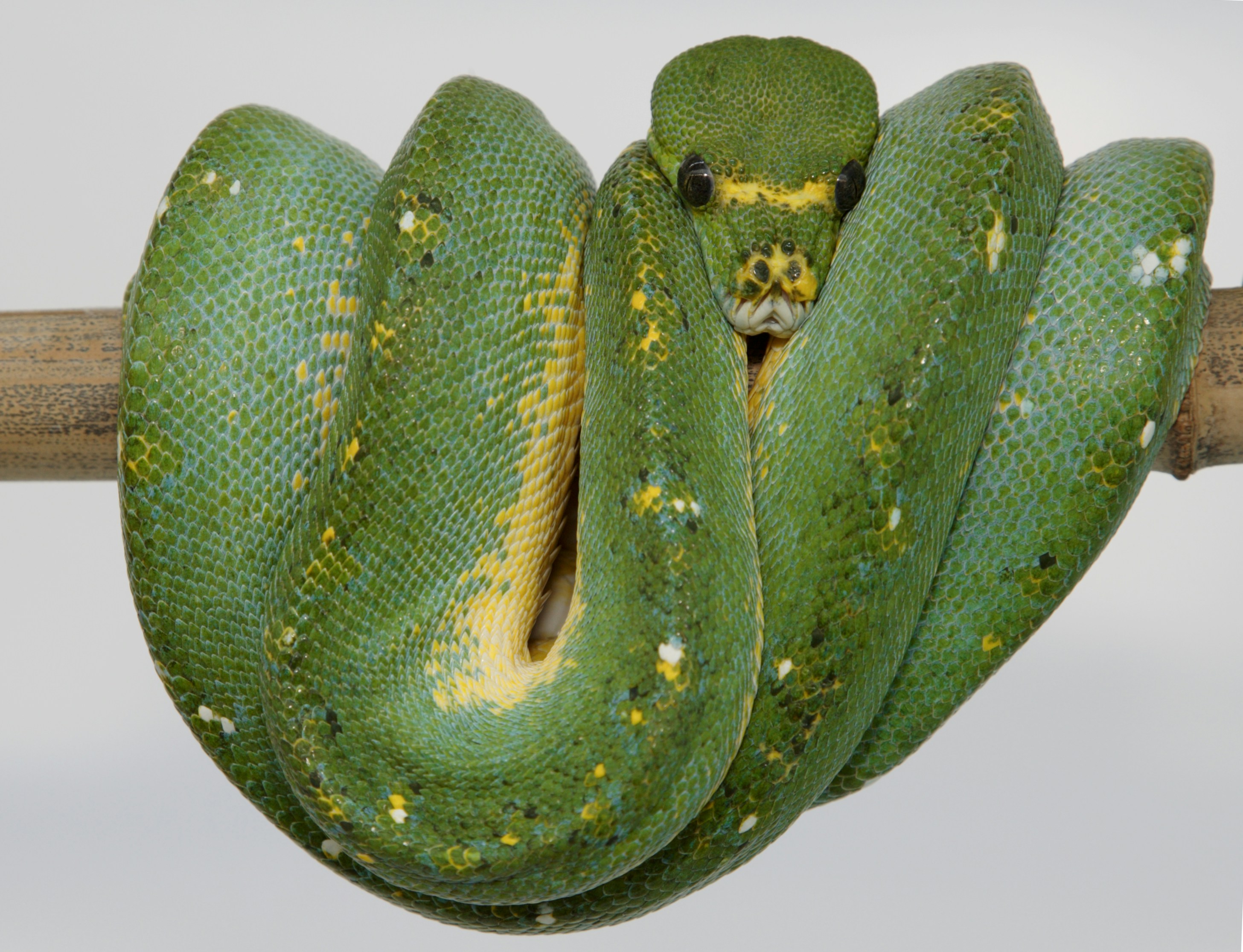 Green Tree Python Keywords Species: viridis,Genus: Morelia,Family: Boidae,Order: Squamata,Class: Reptilia,Phylum: Chordata,Kingdom: Animalia,Reptile,Snake,adult,male Record ID nzp_NZP-20071002-039JC