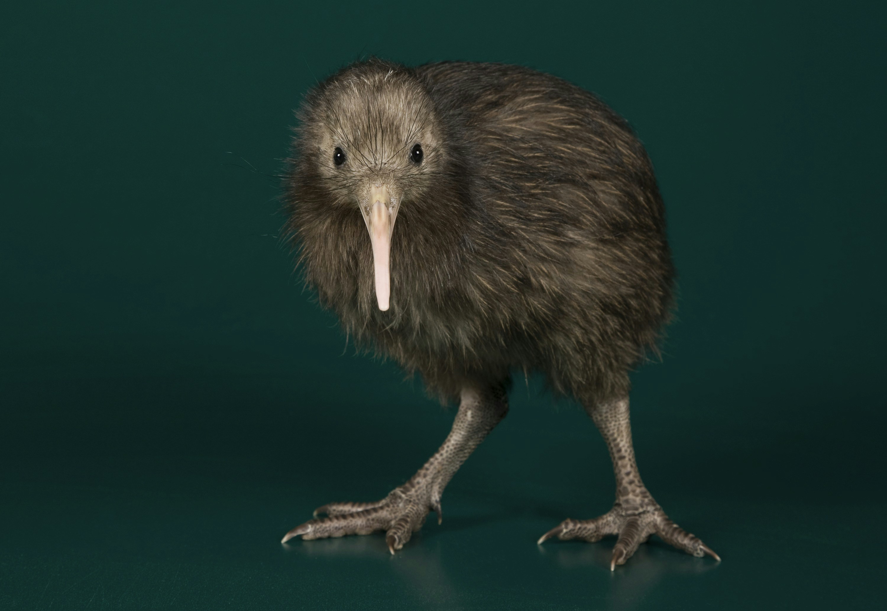 Tiny Limousine of Feathers: A Kiwi-looking Leg-Rover Stares Down the Studio