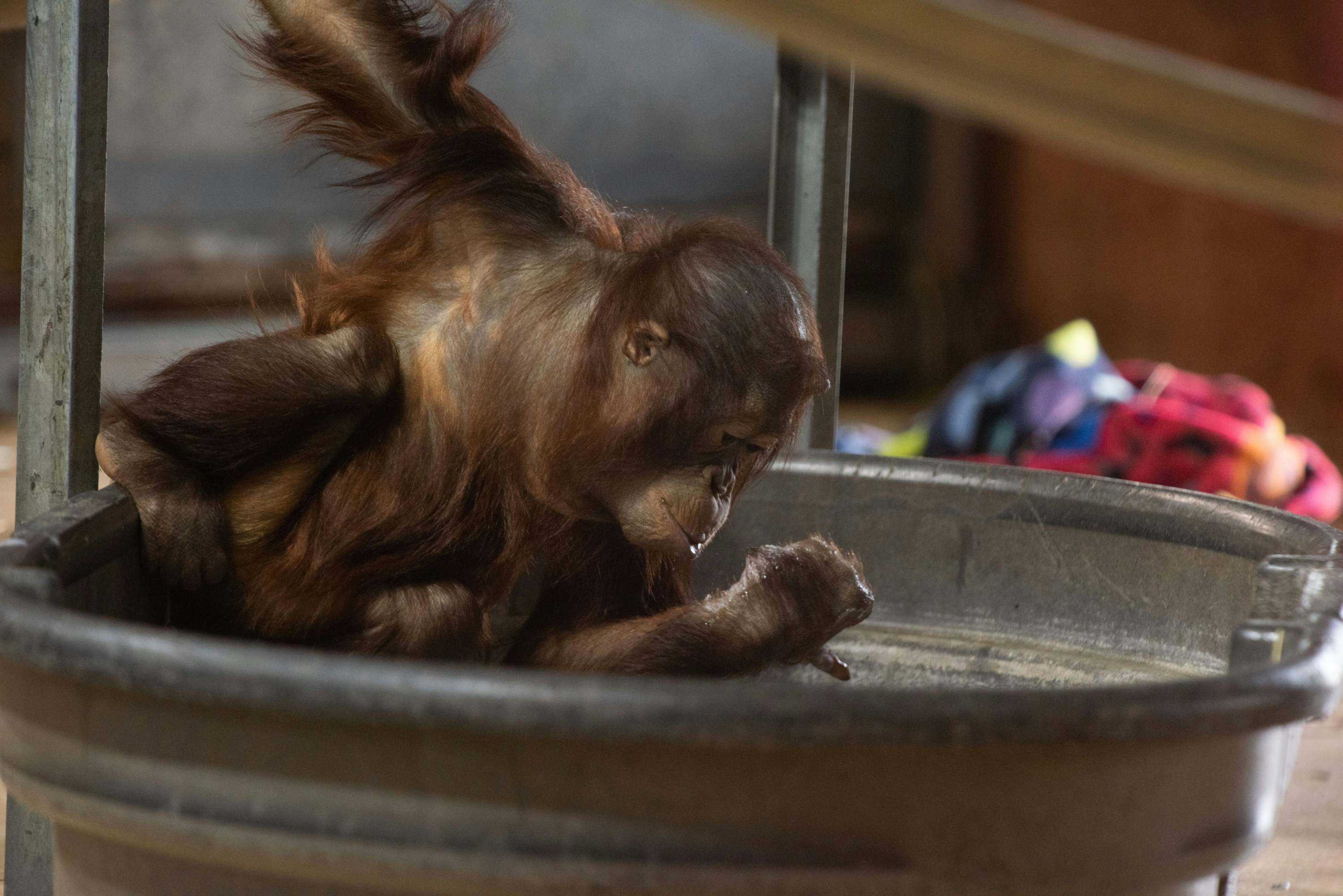 Curious Orphan Climbing Over a Metal Basin