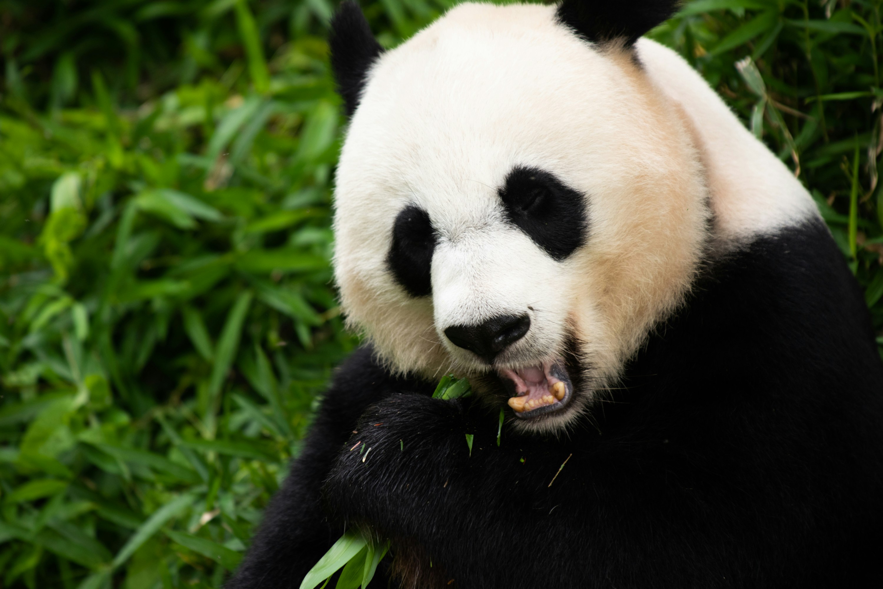 Close-Up of a Bamboo-Eating Giant Panda in Green Coastal Foliage