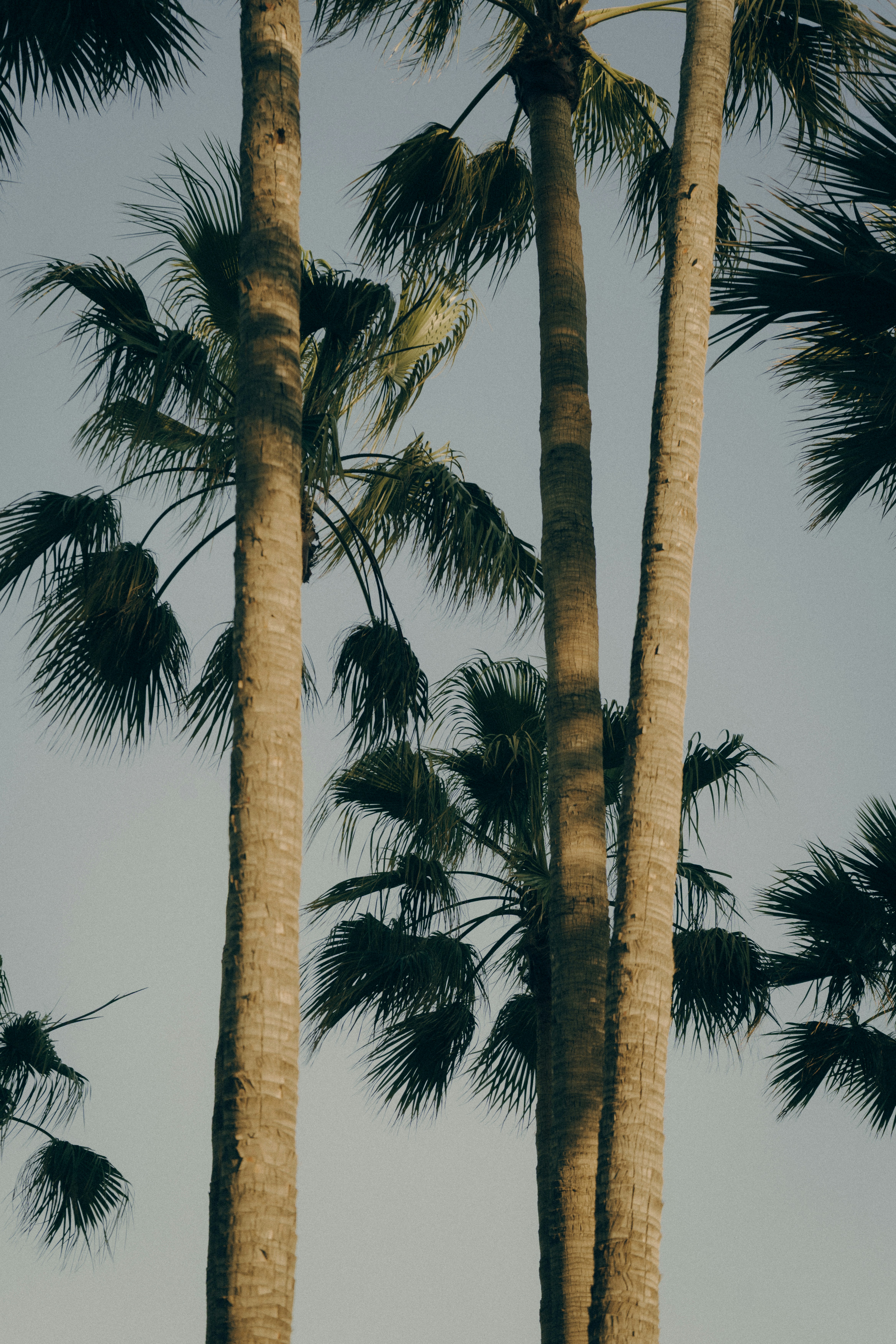 Vertical Palms Reach for the Sky at Dusk