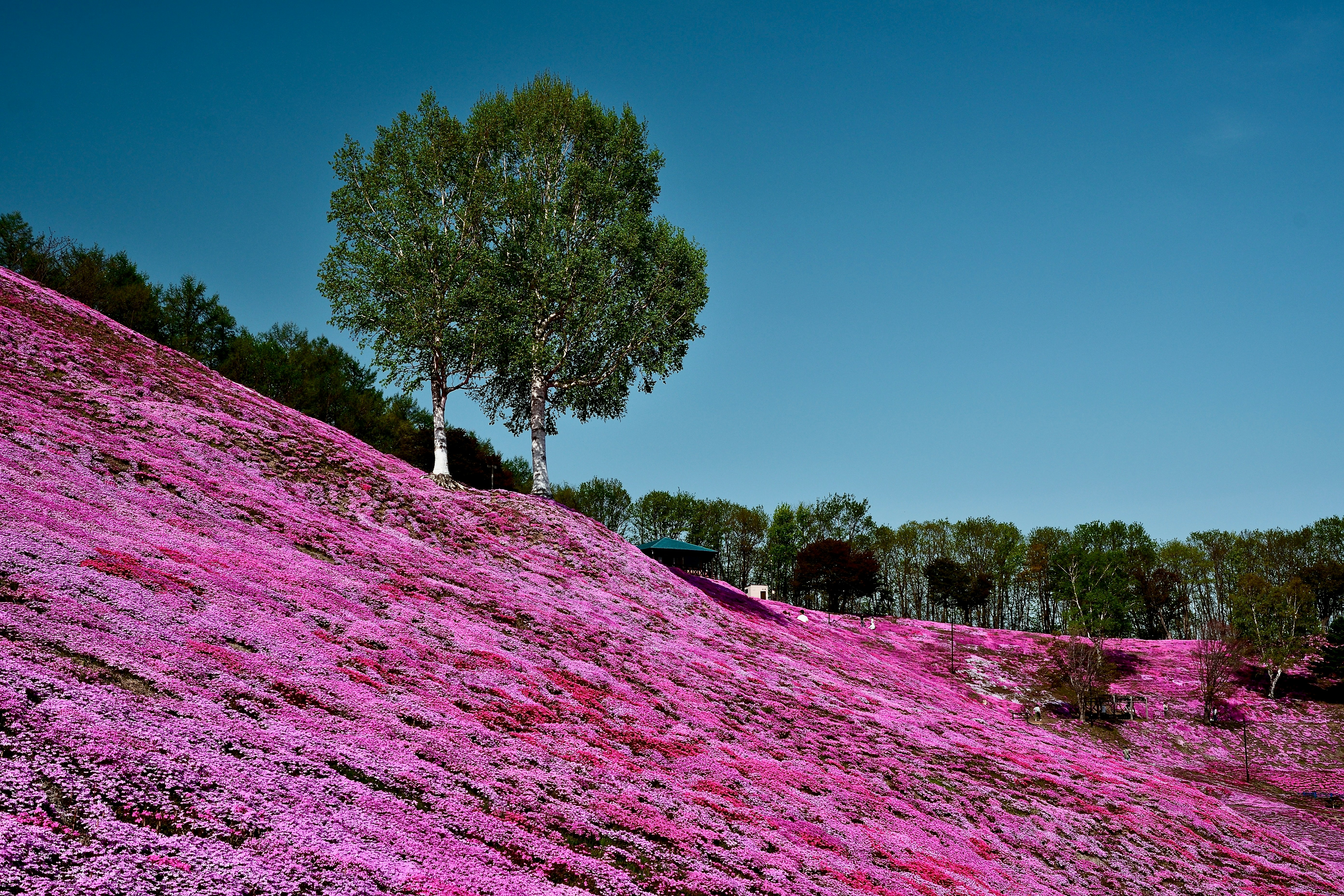 Pink Hillside Under a Clear Blue Sky