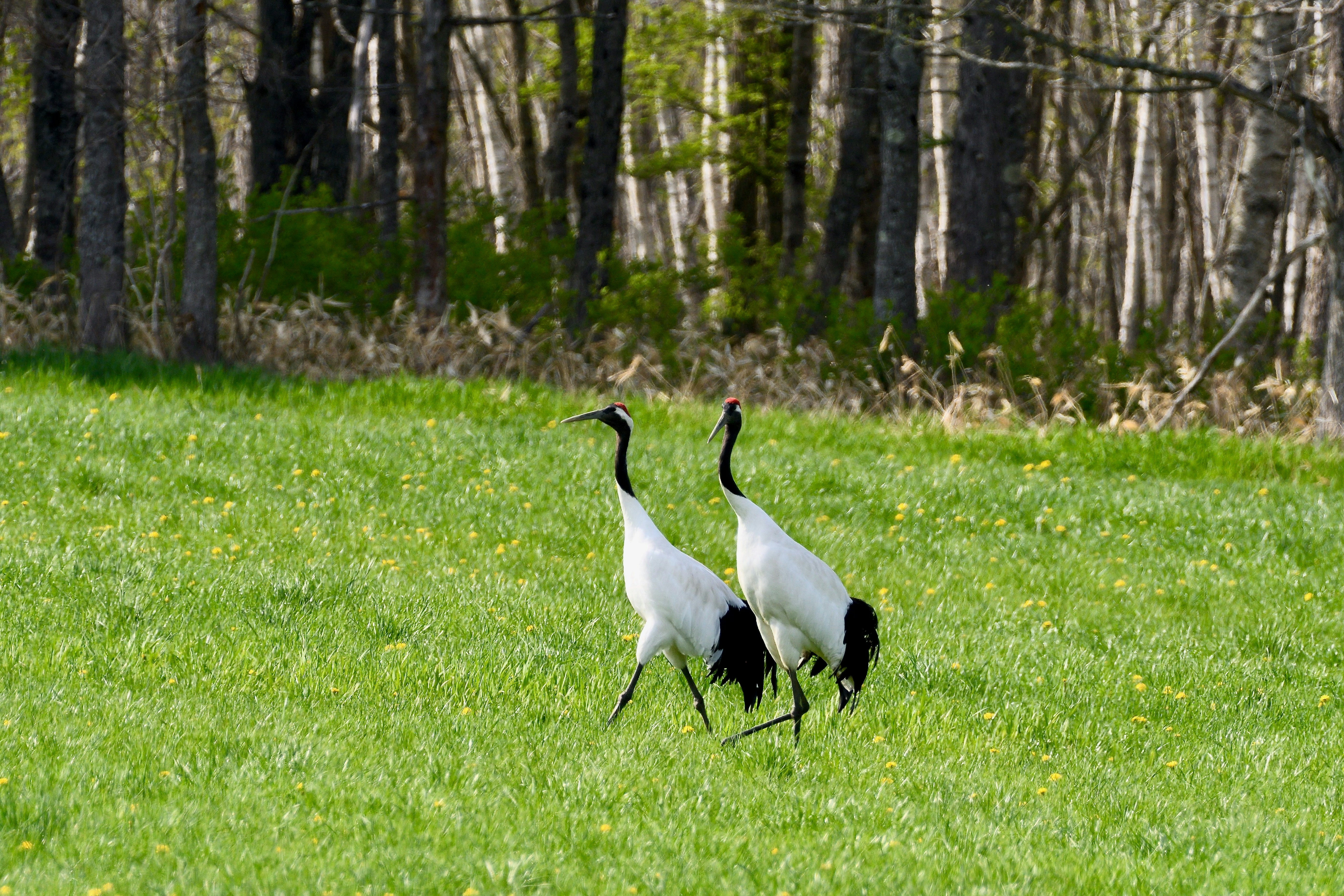 Courtship in the Field: Two Cranes in Spring Meadow