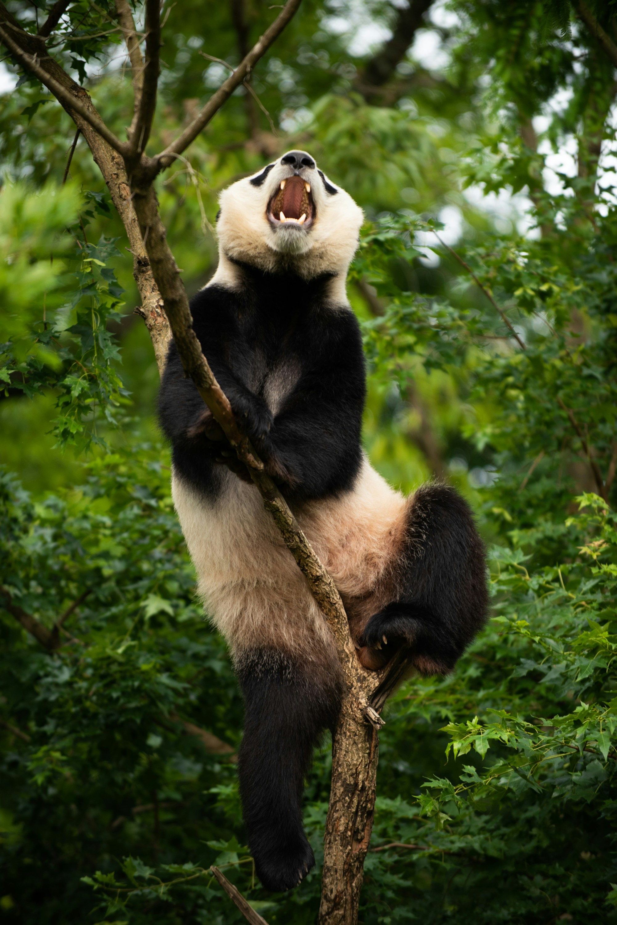A Giant Panda's Serenade: Mouth Wide in a Jungle Call