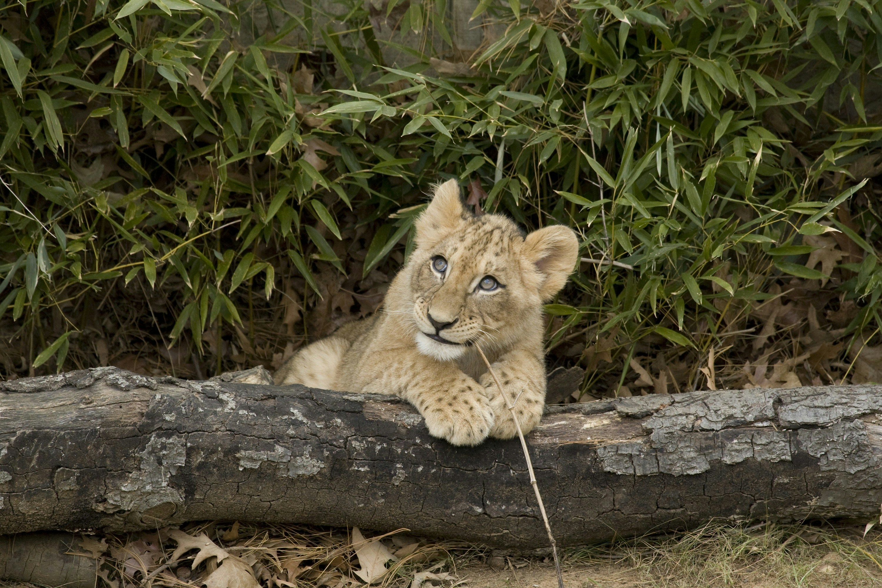 Curious Cub Beneath Fern Weave