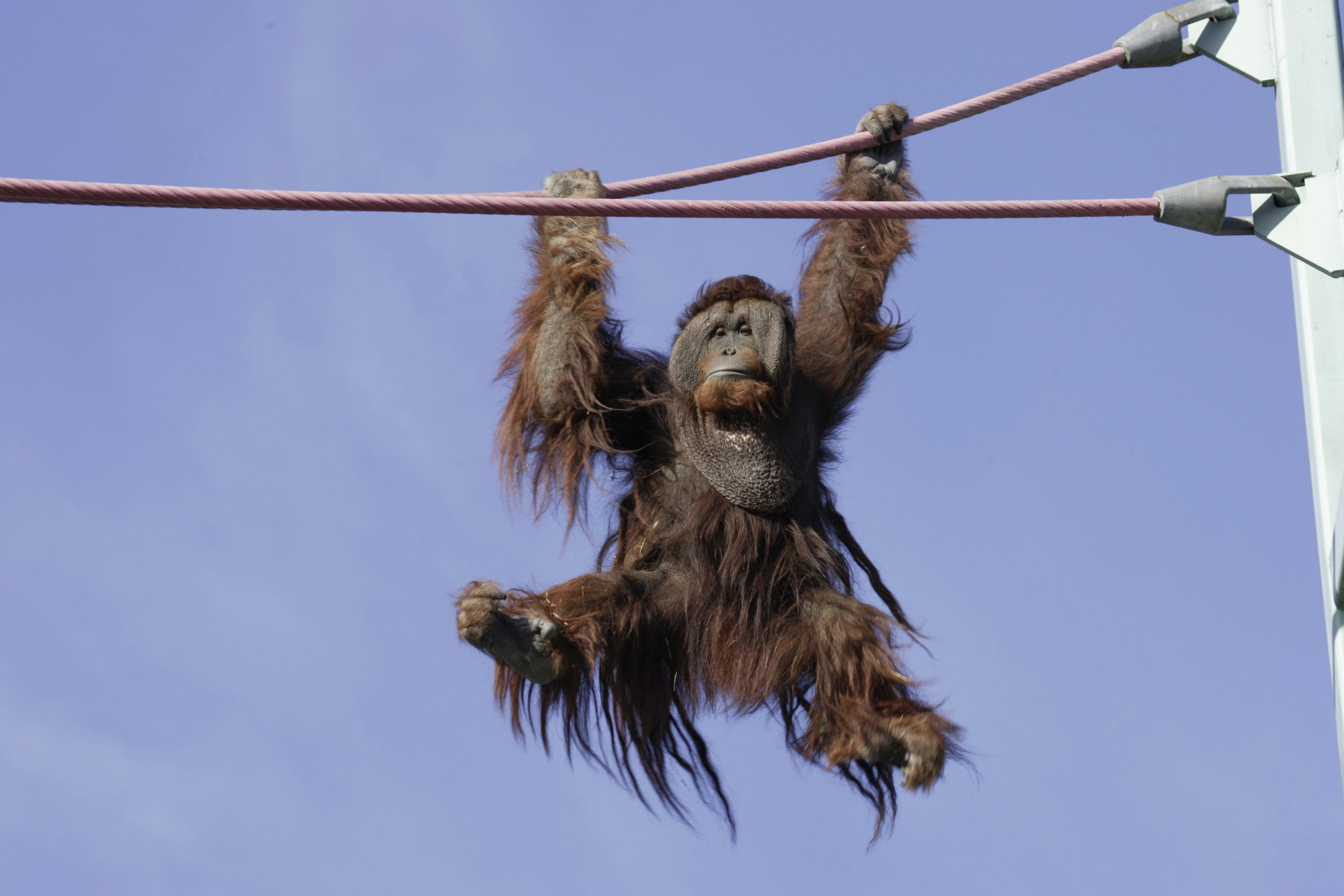 Freefalling Orange: An Orangutan Suspended in a Clear Blue Sky