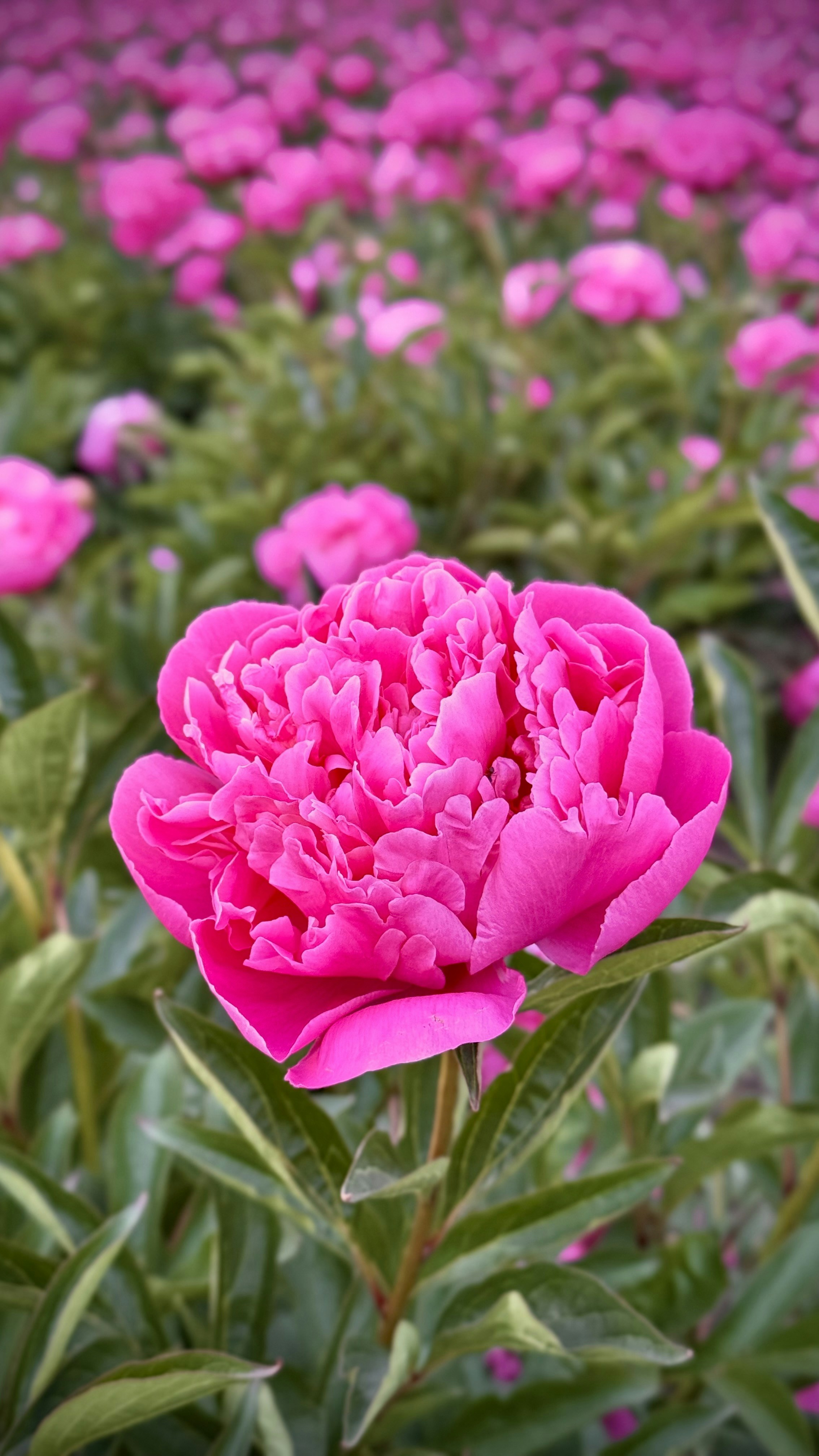 Vibrant Peony in a Sea of Pink Blooms