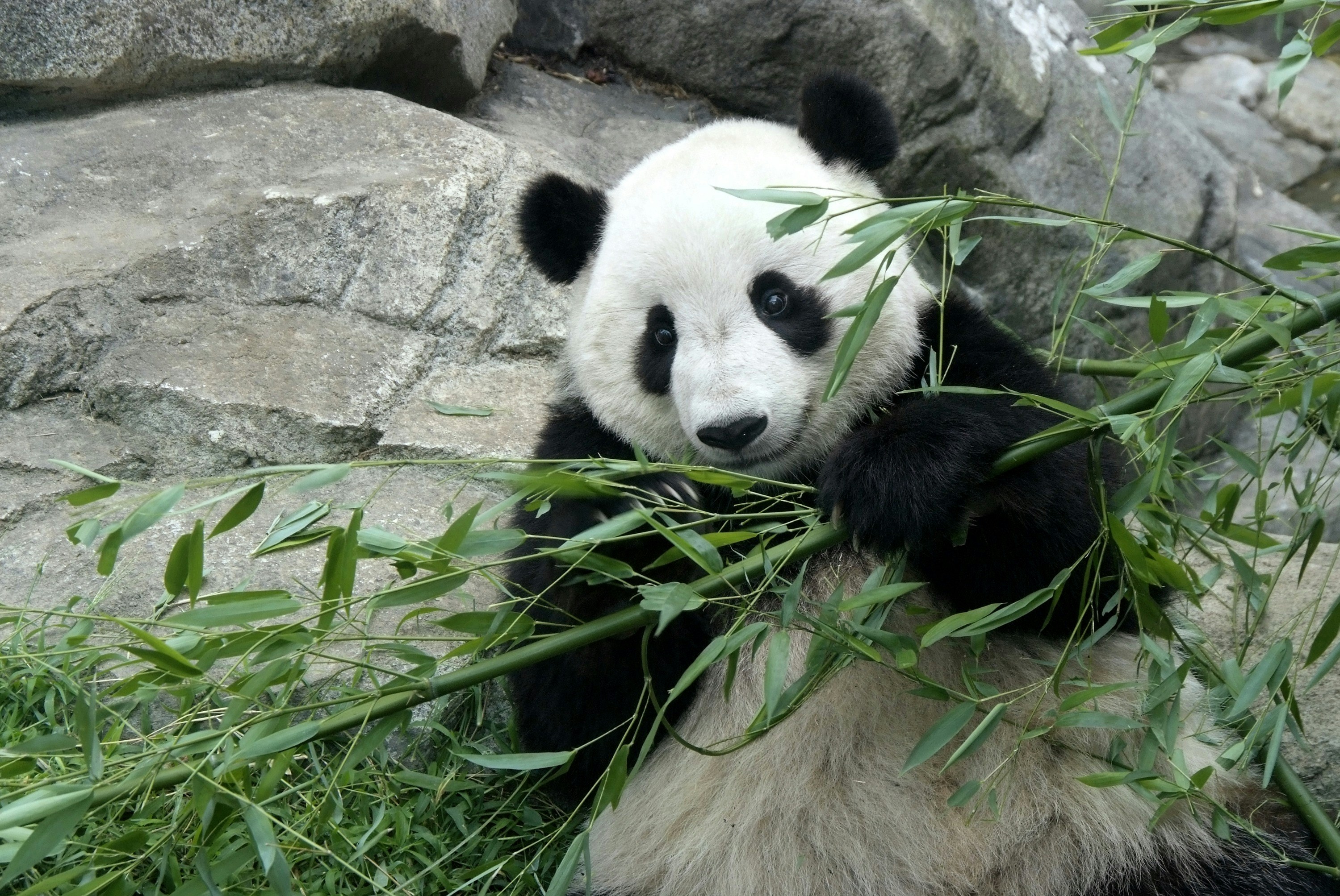 Panda at the Bamboo: Curious Gaze Across a Green Tangle