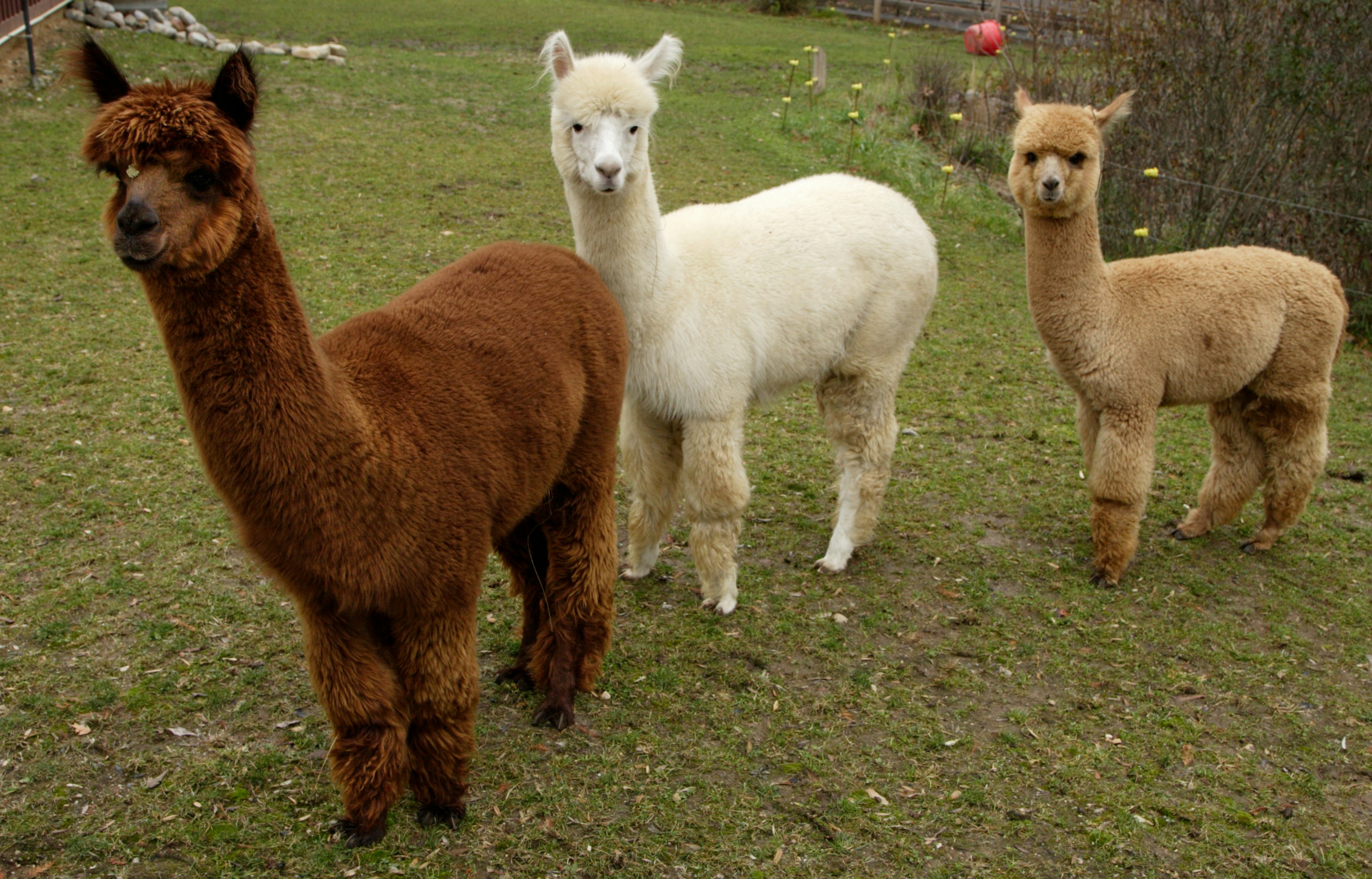 Three alpacas in a sunlit pasture gaze toward the camera