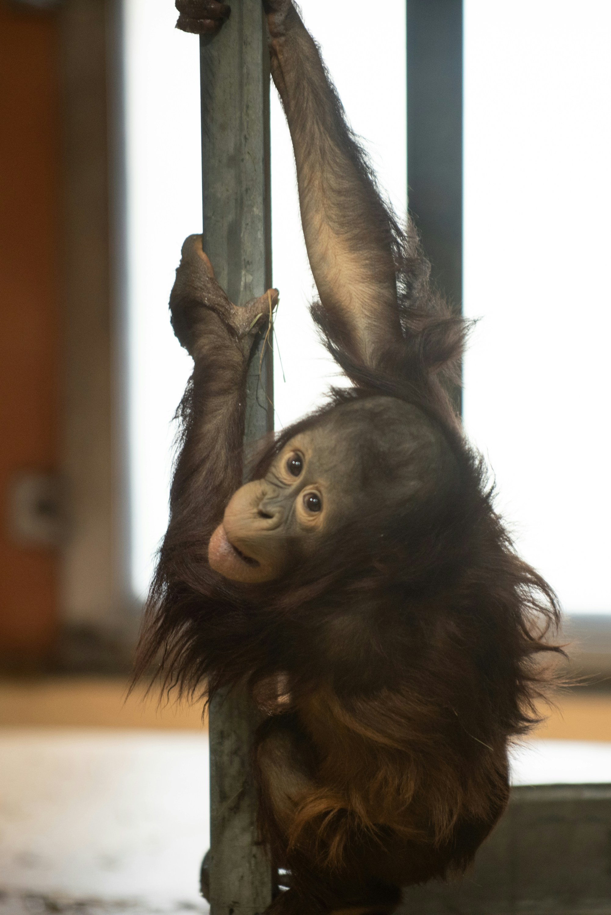 Playful Climber: Young Orangutan Reaches for the Pole