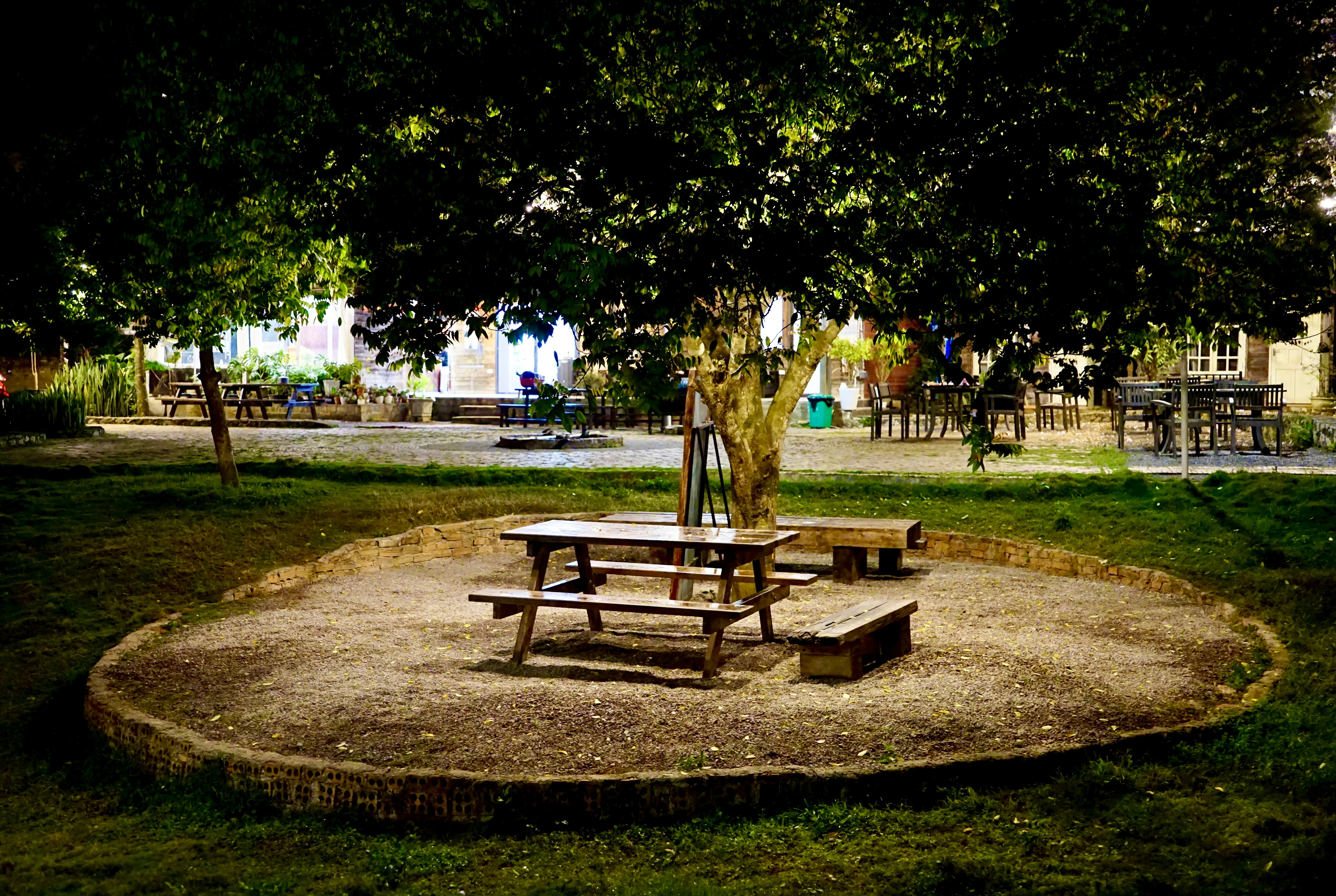 Tree-Crounded Gathering: A Quiet Picnic in the Park