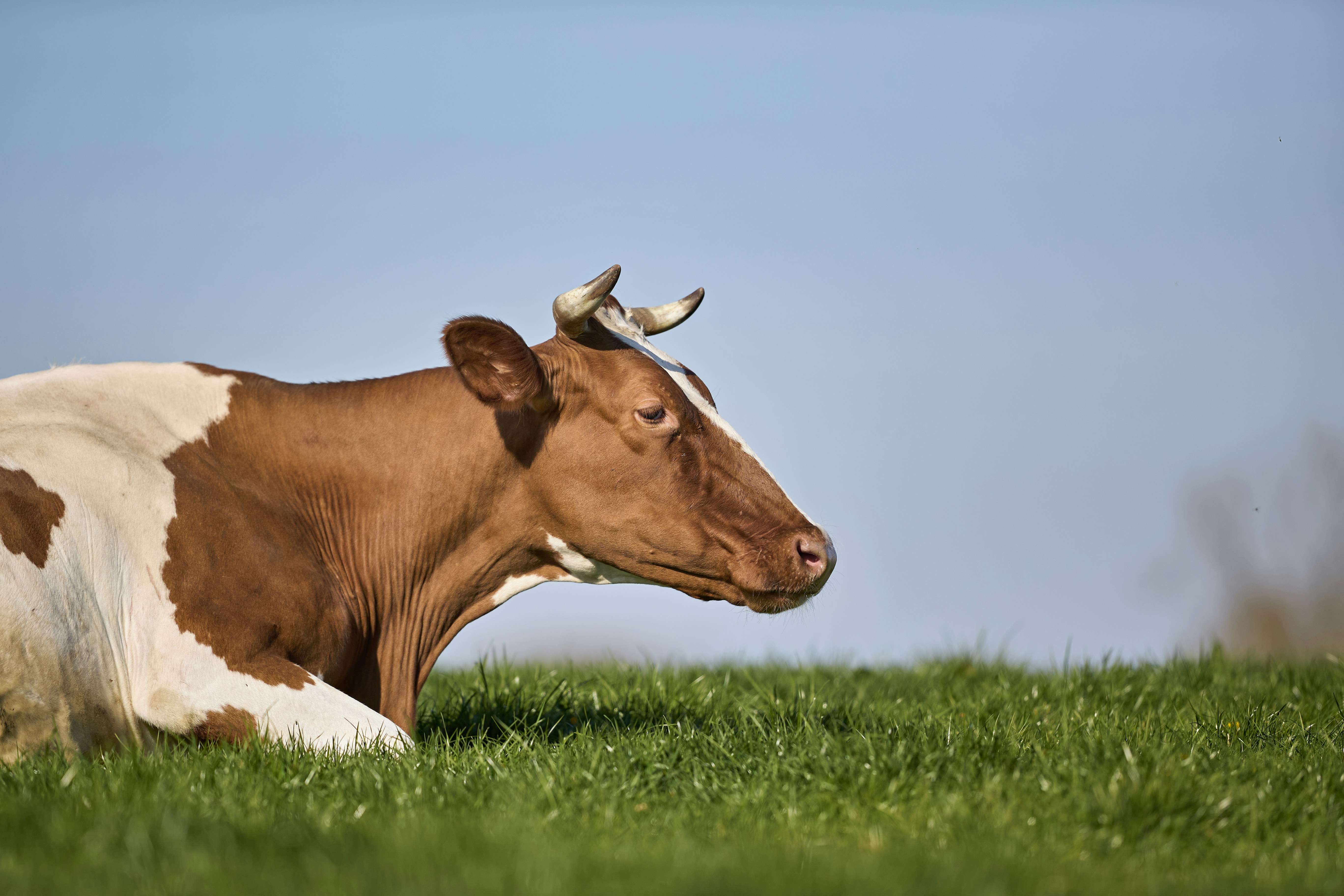 Horizon Gaze: A Brown-and-White Cow Resting on Sunlit Grass
