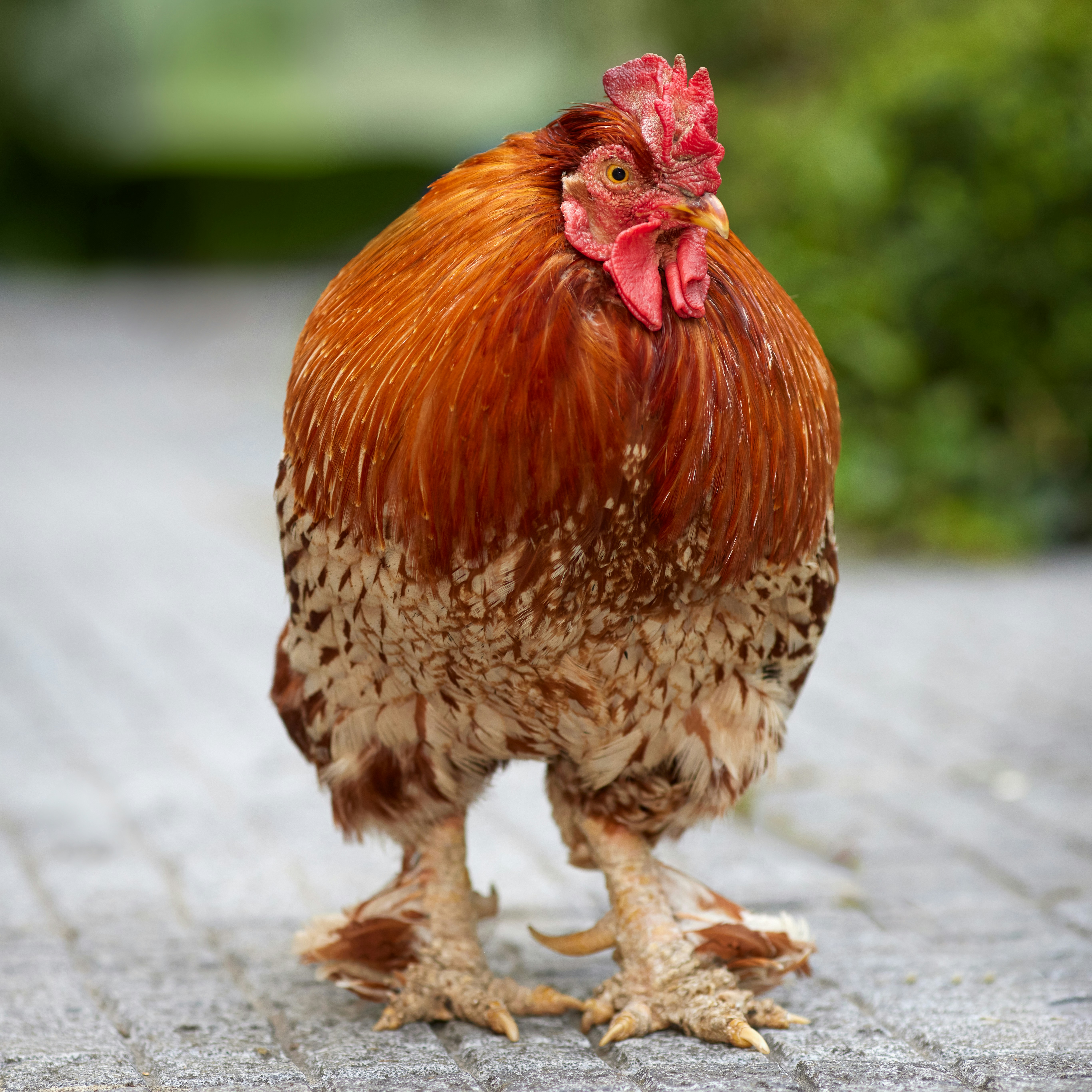 Crowned on the Path: A Rooster Stands Bold on a Paved Lane