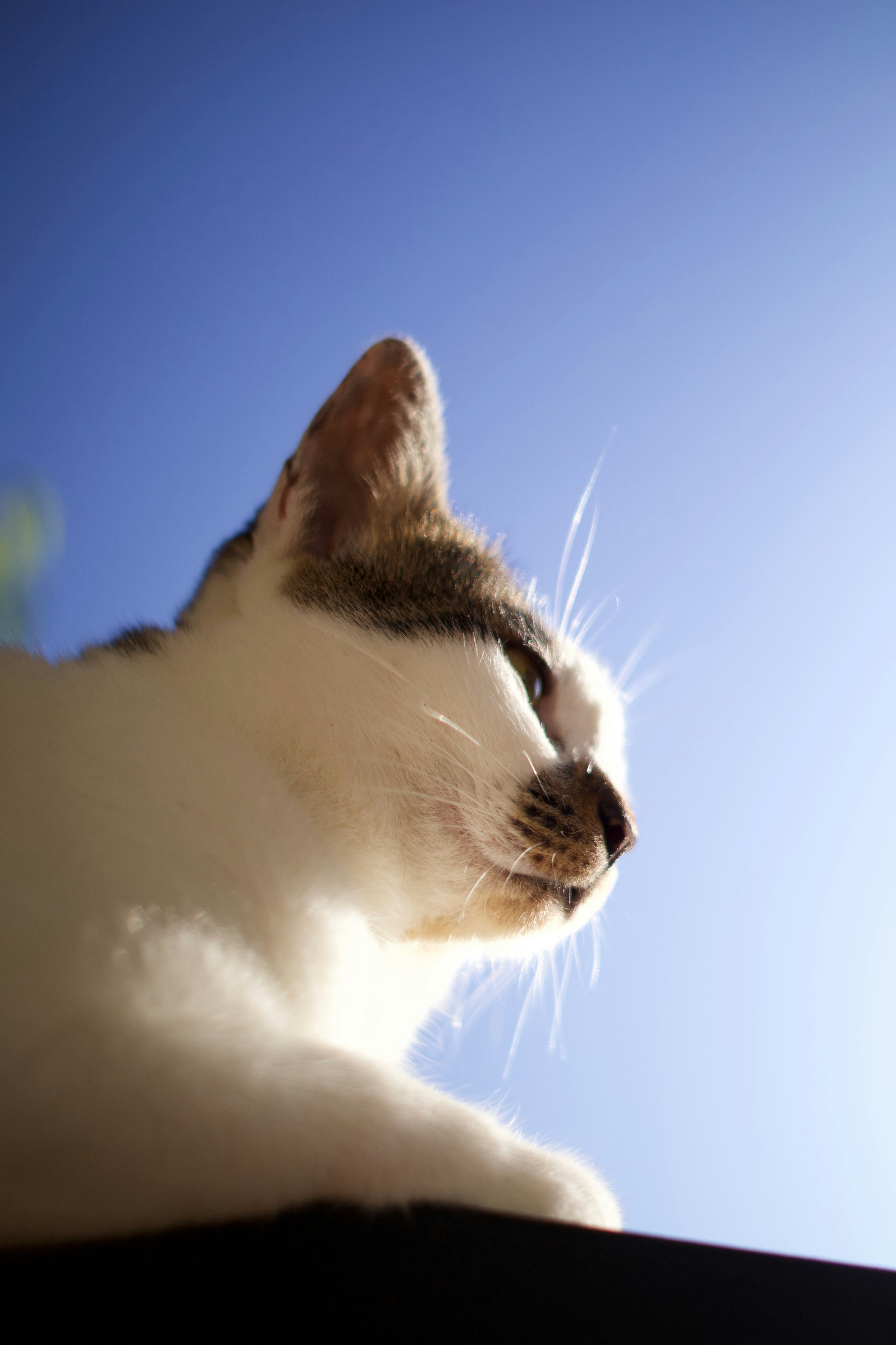 Above the Blue: A Cat's Quiet Gaze Toward the Sky