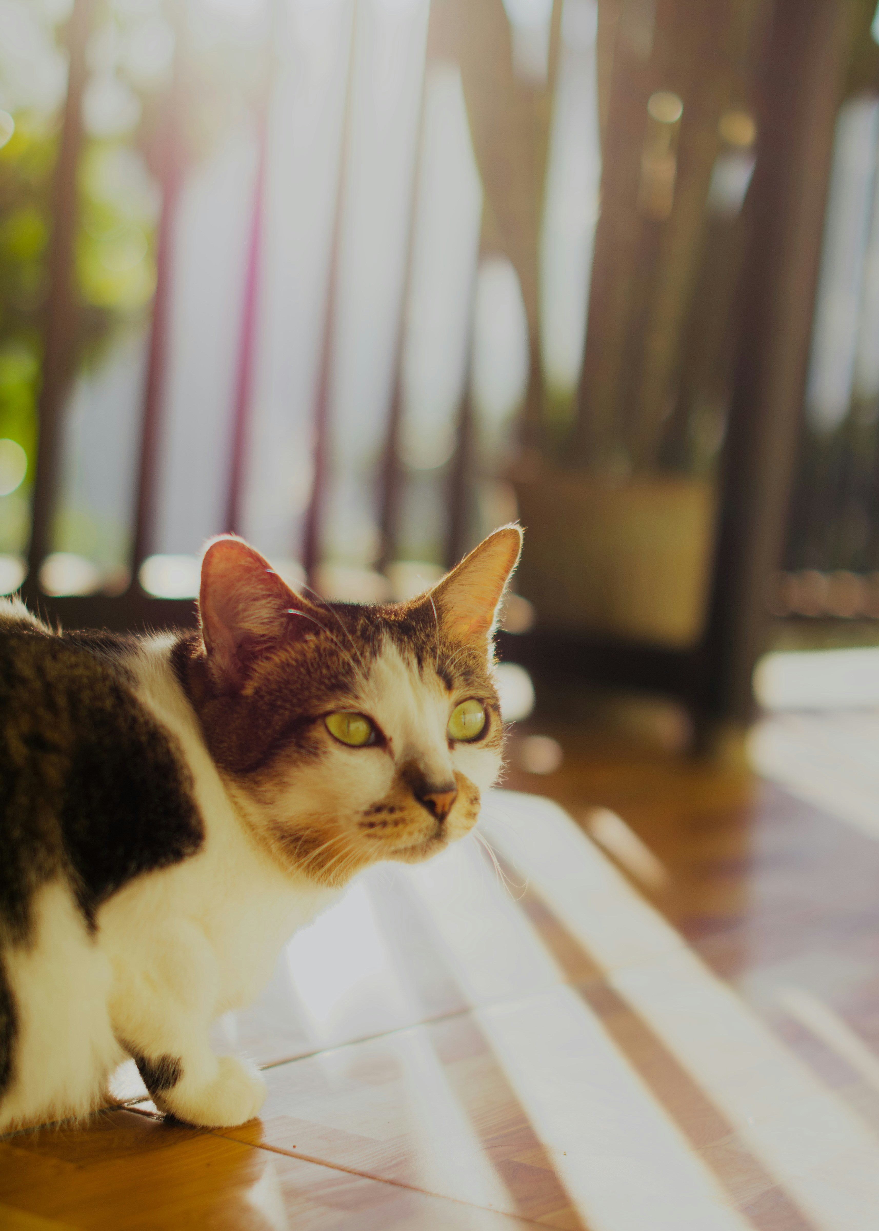 Golden-Glowed Pause: Sunlit Cat in Balcony Quiet