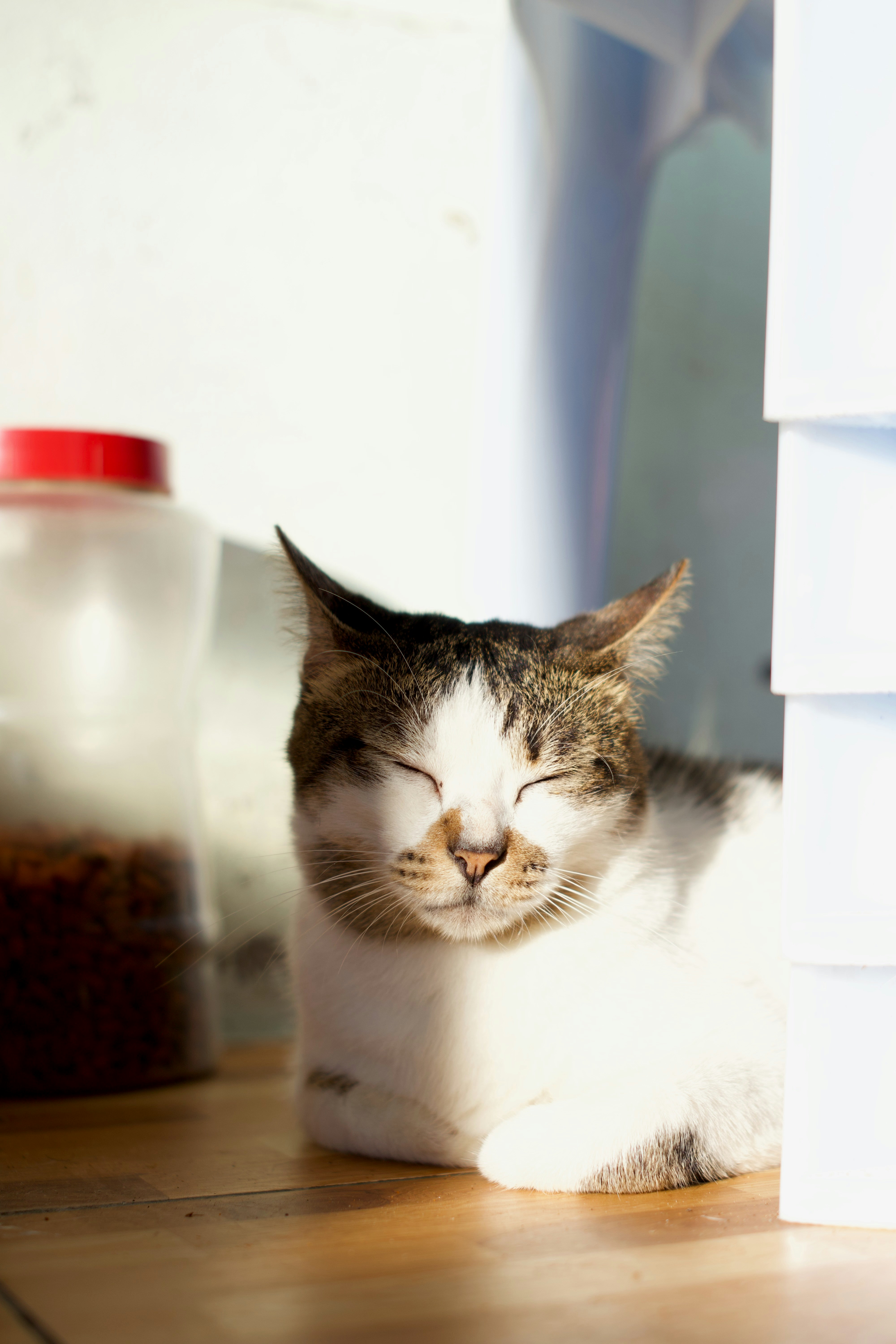 Sunlit Catnap: a calm moment in a sun-warmed doorway