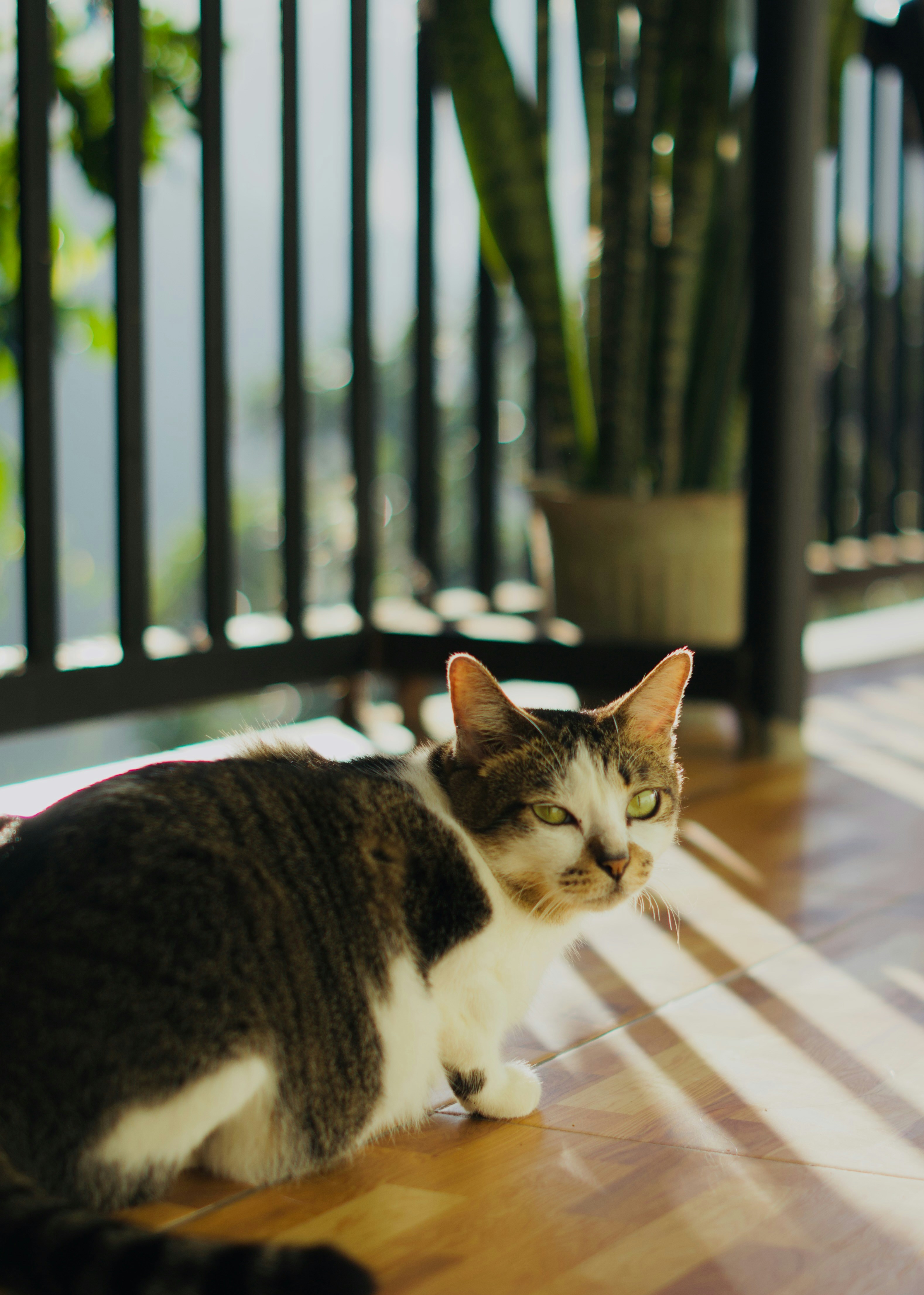 Sunlit Terrace Cat: Quiet Gaze by the Fence