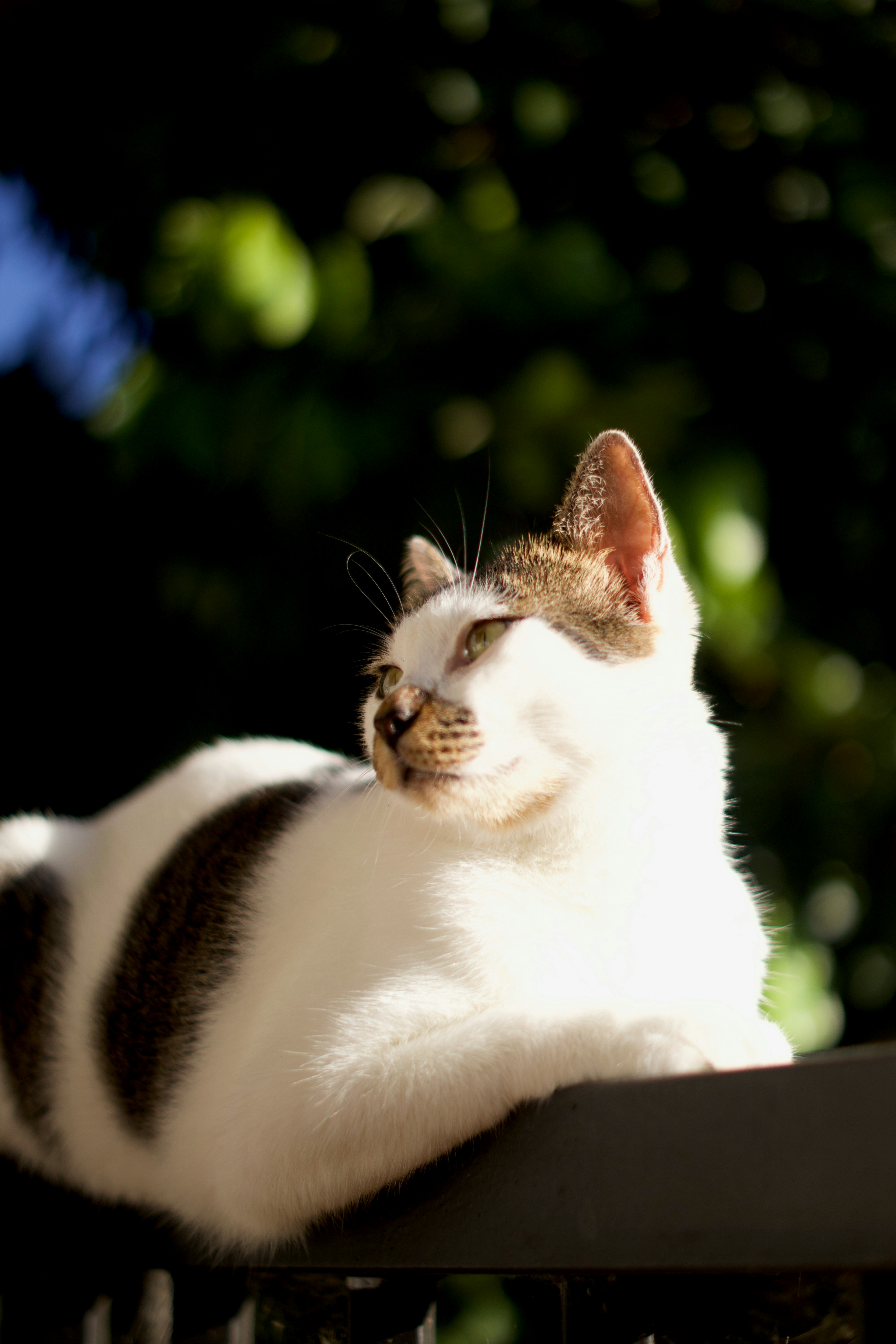 Sunlit Contemplation: A Cat at the Garden Rail