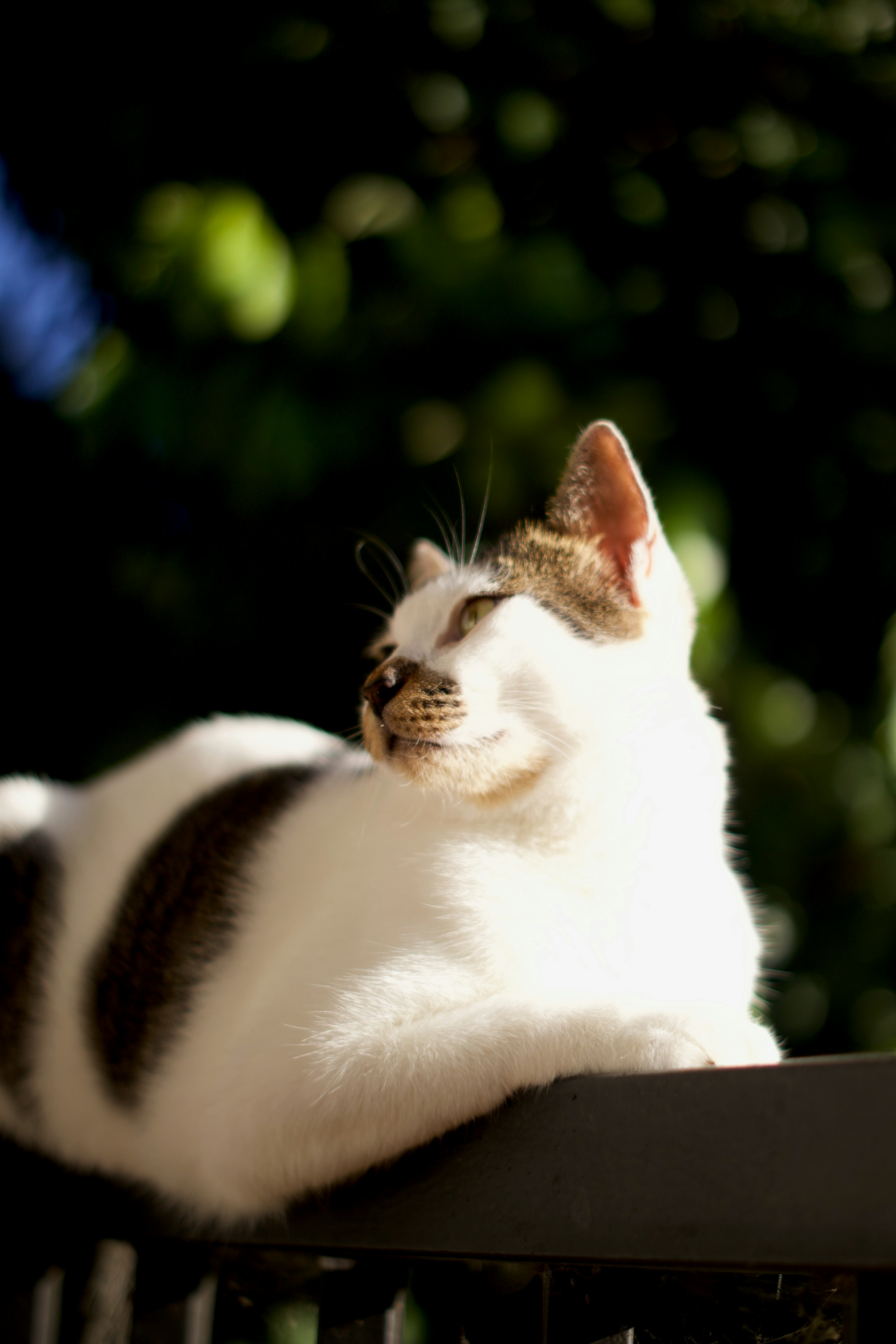 Sunlit Whiskers: A Cat's Quiet Morning on the Railing