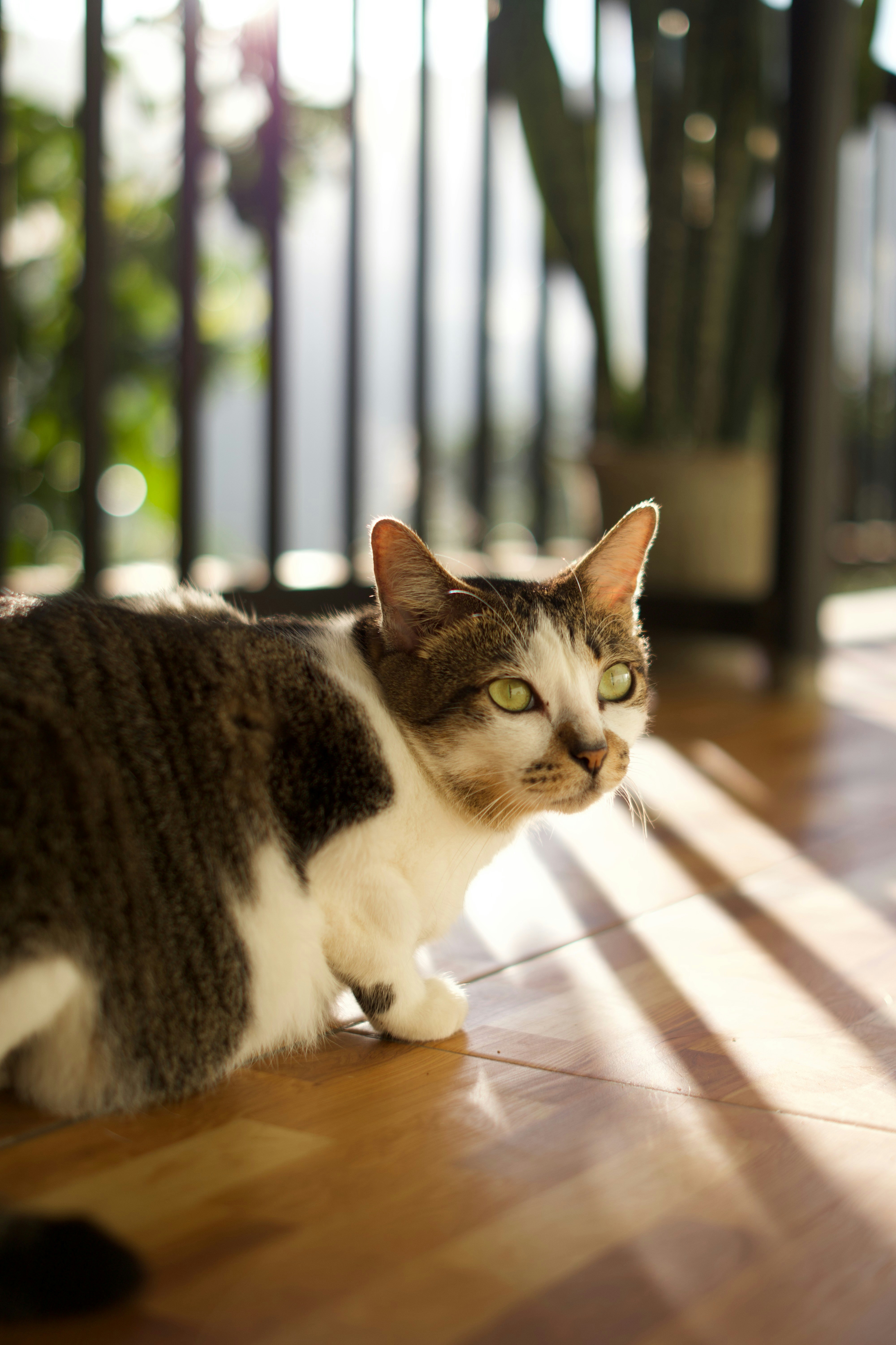 Sunlit Cuddle: A Cat Pauses in the Warm Floor Light