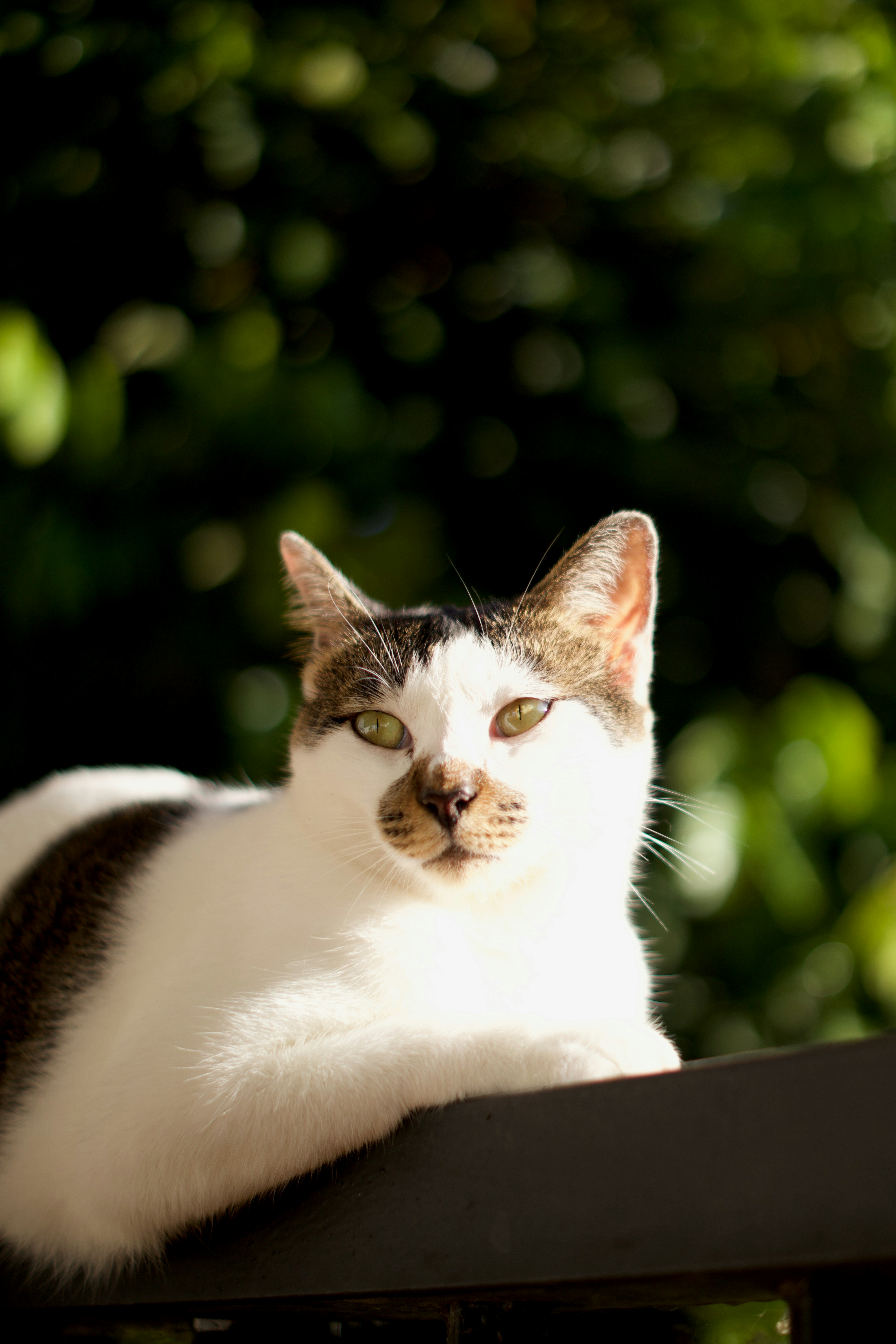 Sunny Sill Cat: A Close-Up in Dappled Light