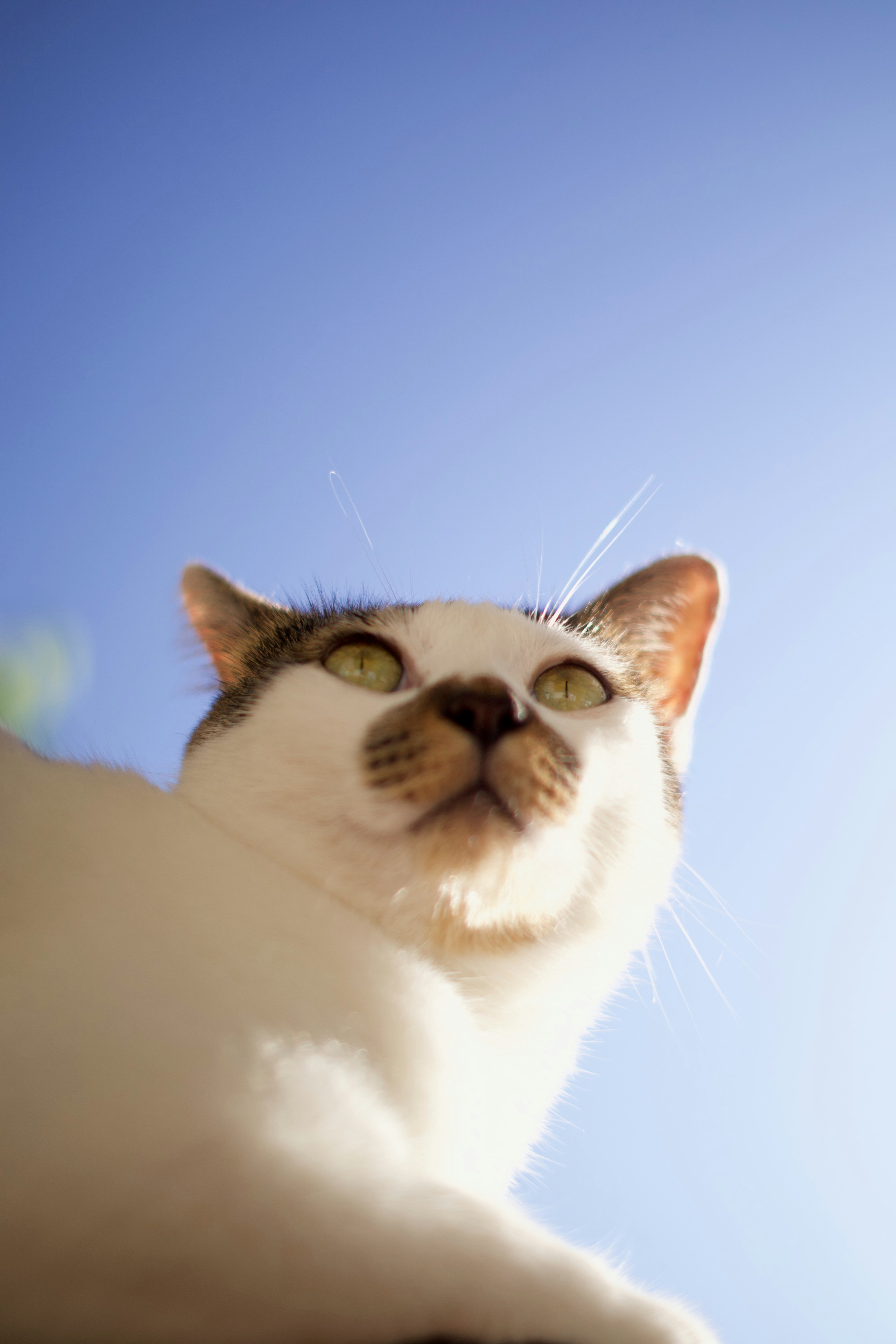 White and tabby cat looking up at blue sky. photo – Free Cat Image on ...