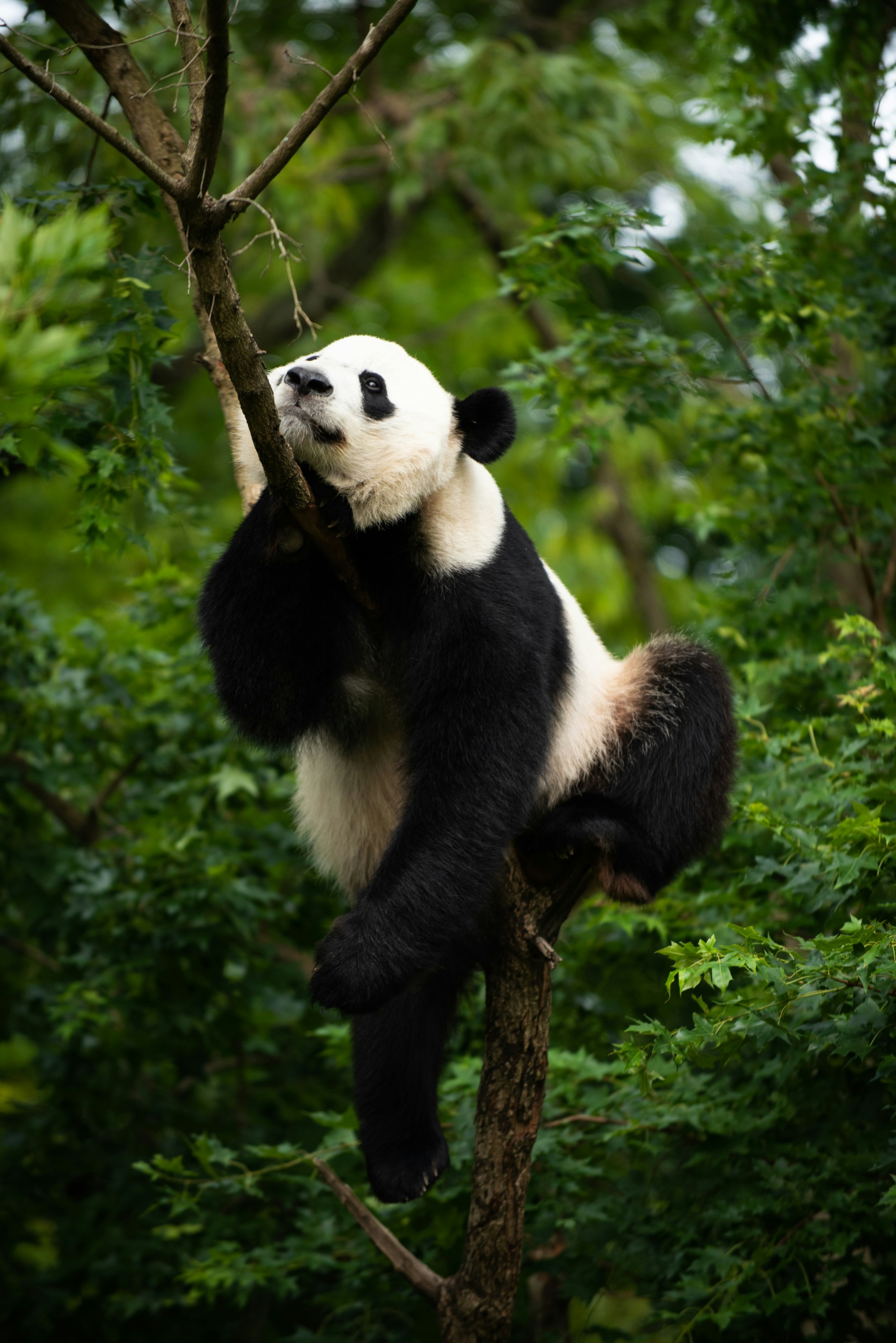 Panda at Rest: A Gentle Climb Among Green Canopy