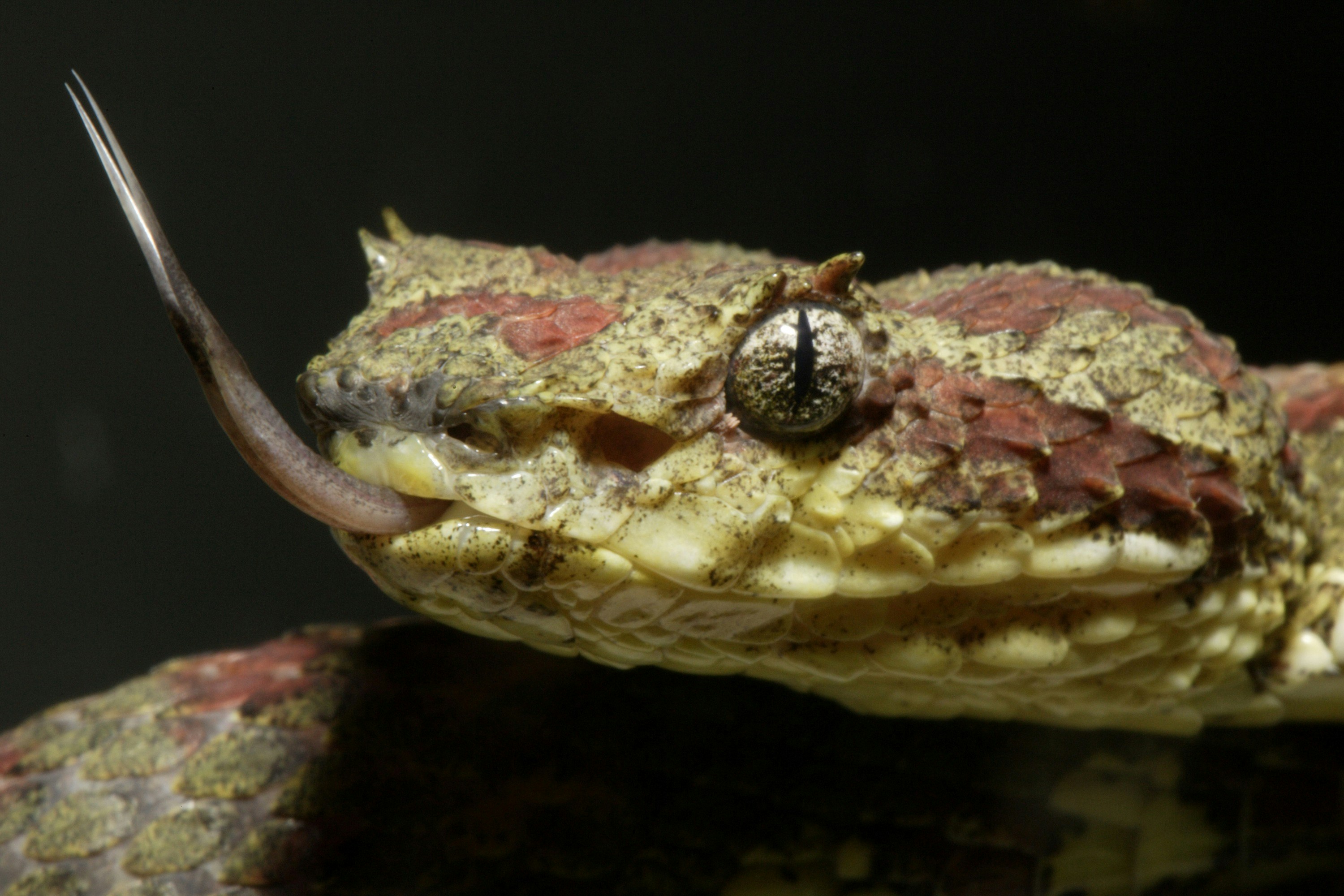 Venomous Gaze: A Close-Up of a Pit Viper's Readiness