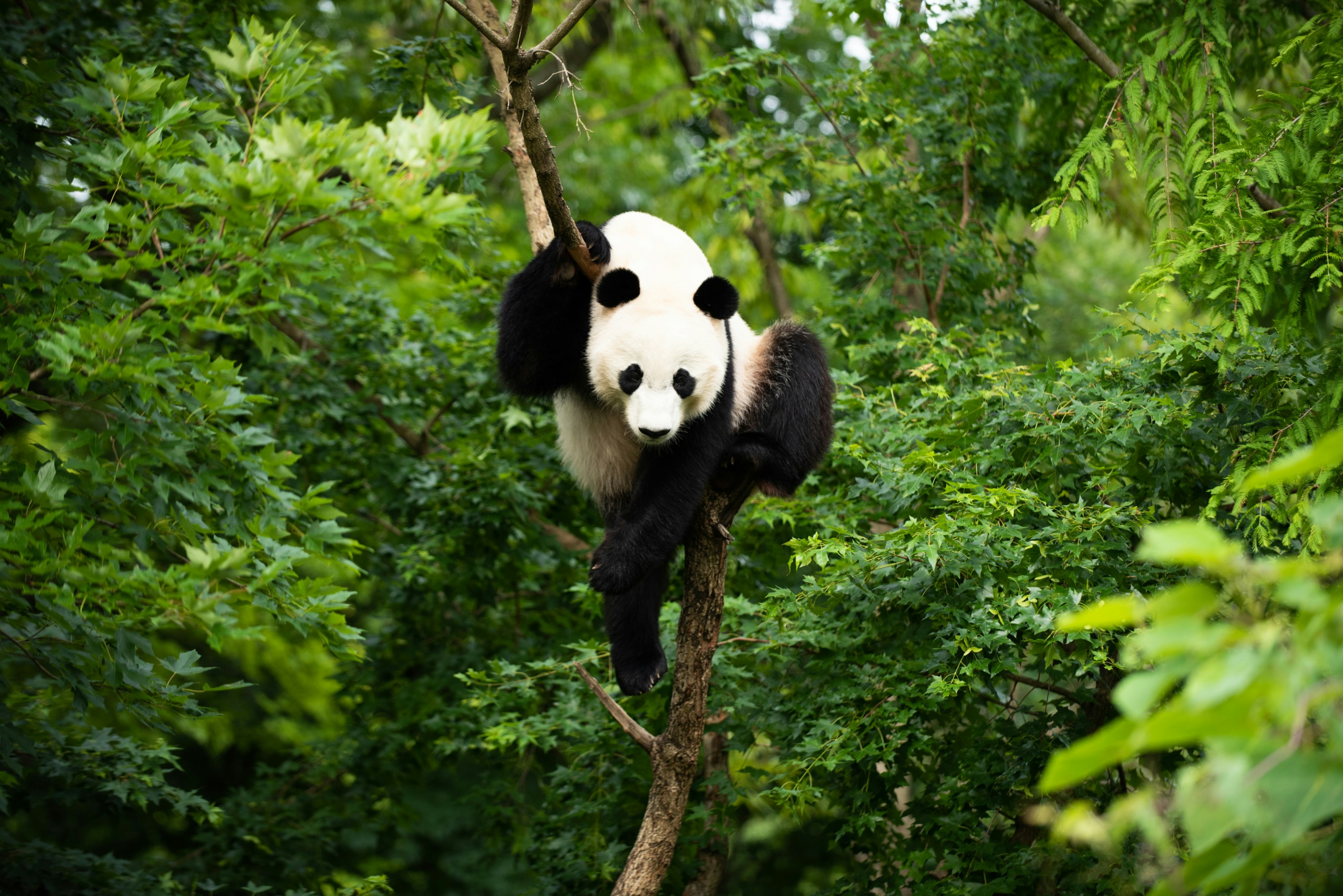 Panda Perch: A Bamboo Arboreal Stance