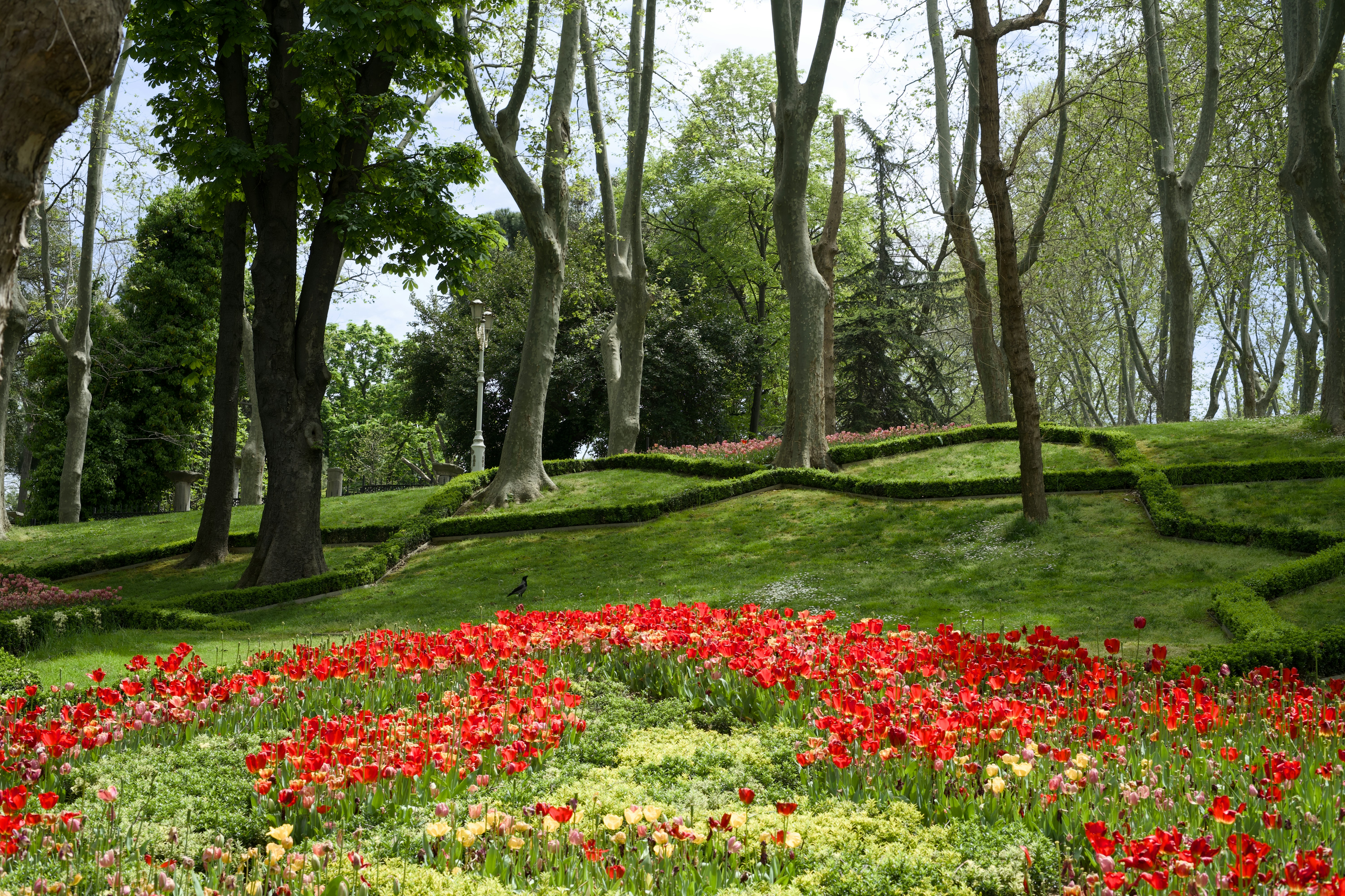 Blossom Carpet at the Gentle Hilltop
