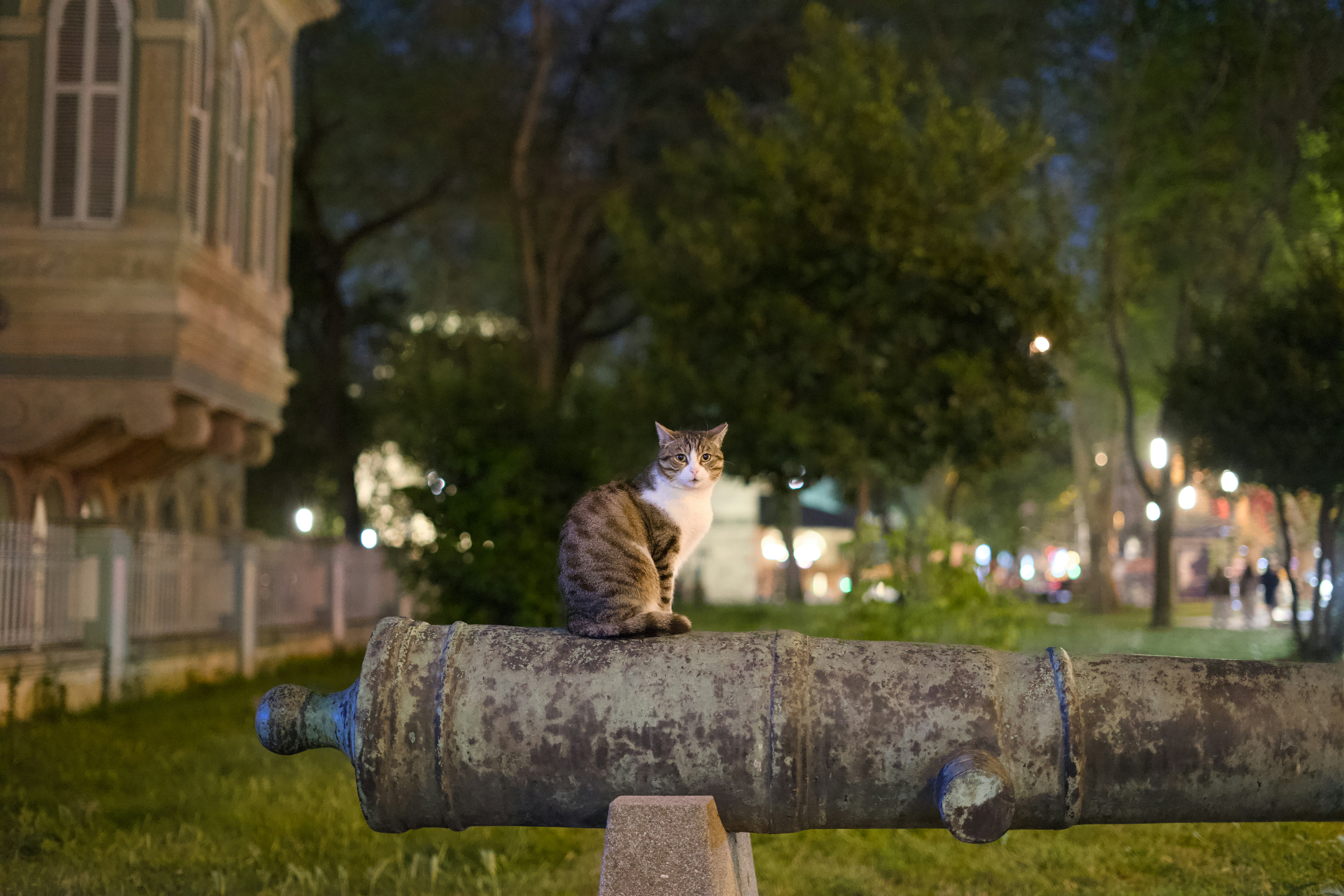 Midnight Sentinel: Cat Perched atop an Ancient Cannon