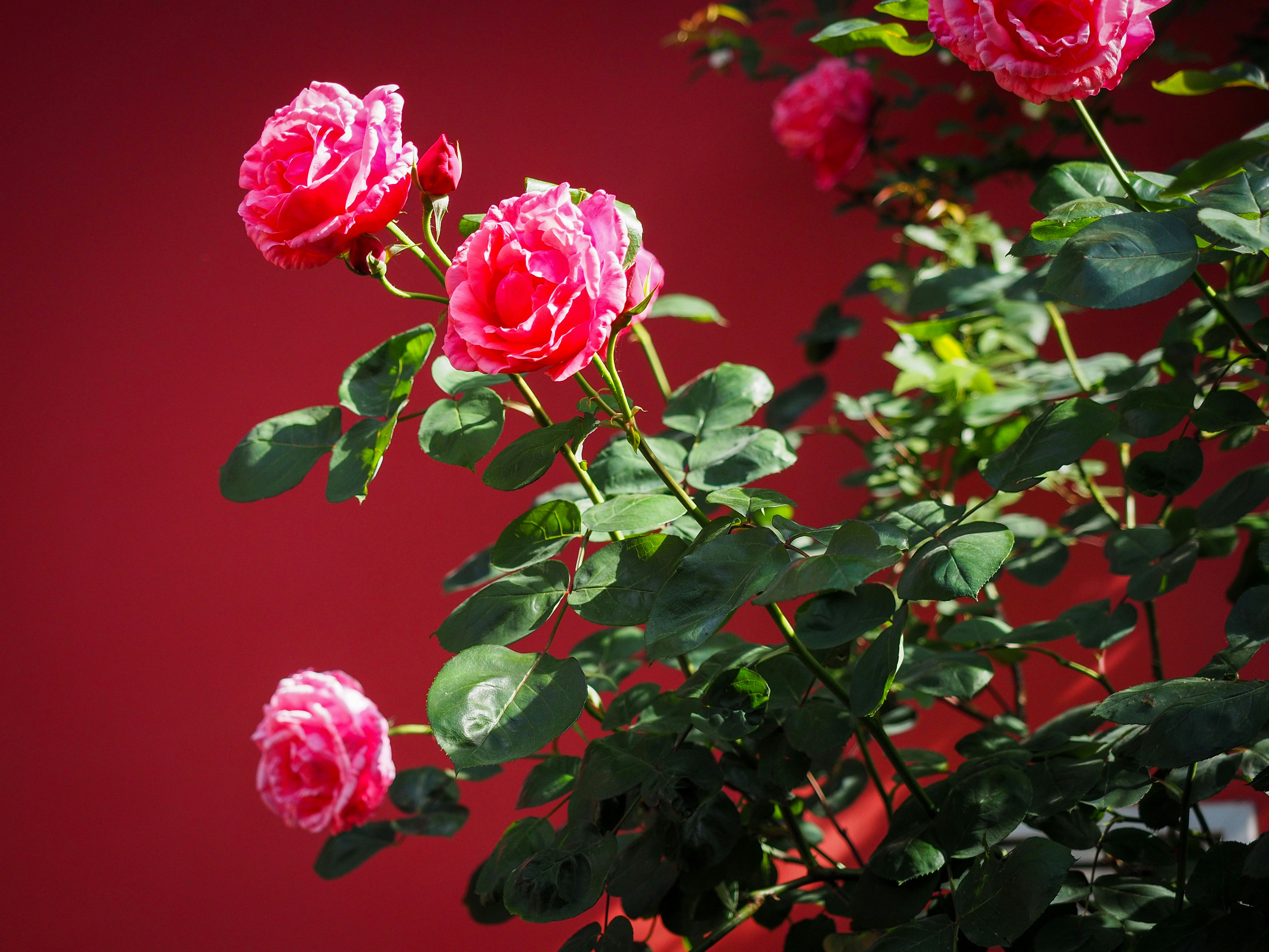 Rose Crown in a Crimson Backdrop