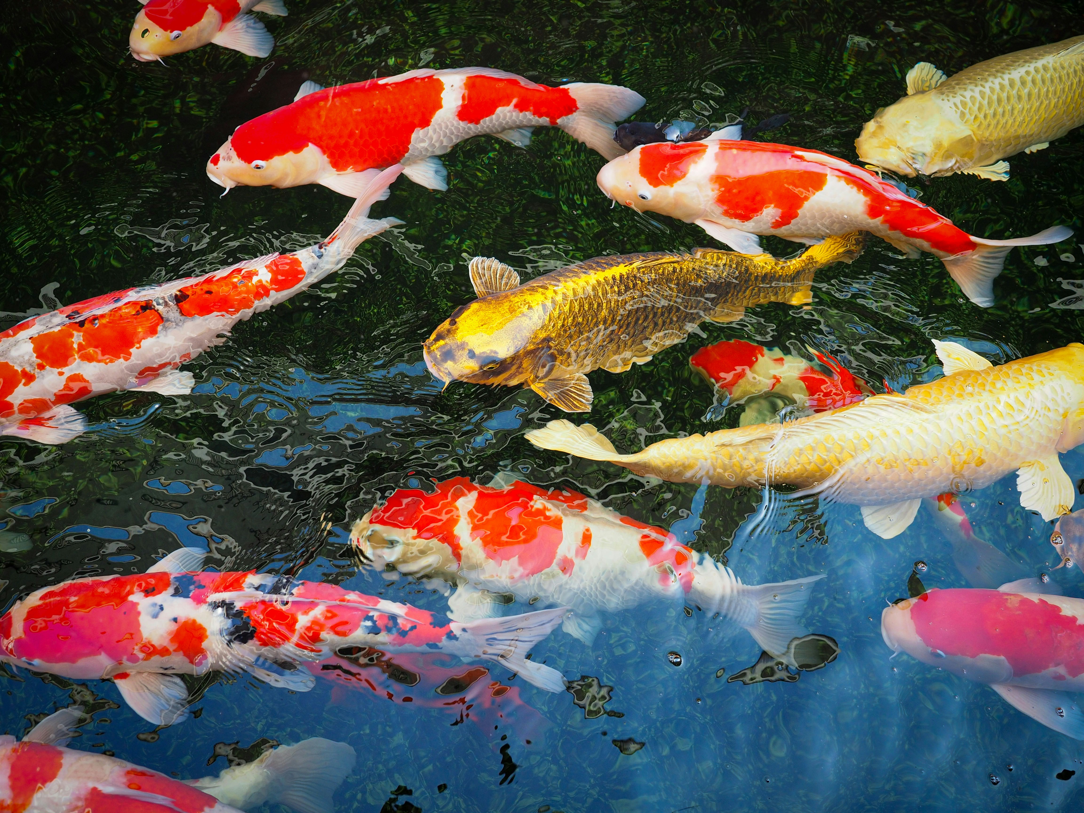 Koi Panorama: A Vivid Burst of Color Across the Surface