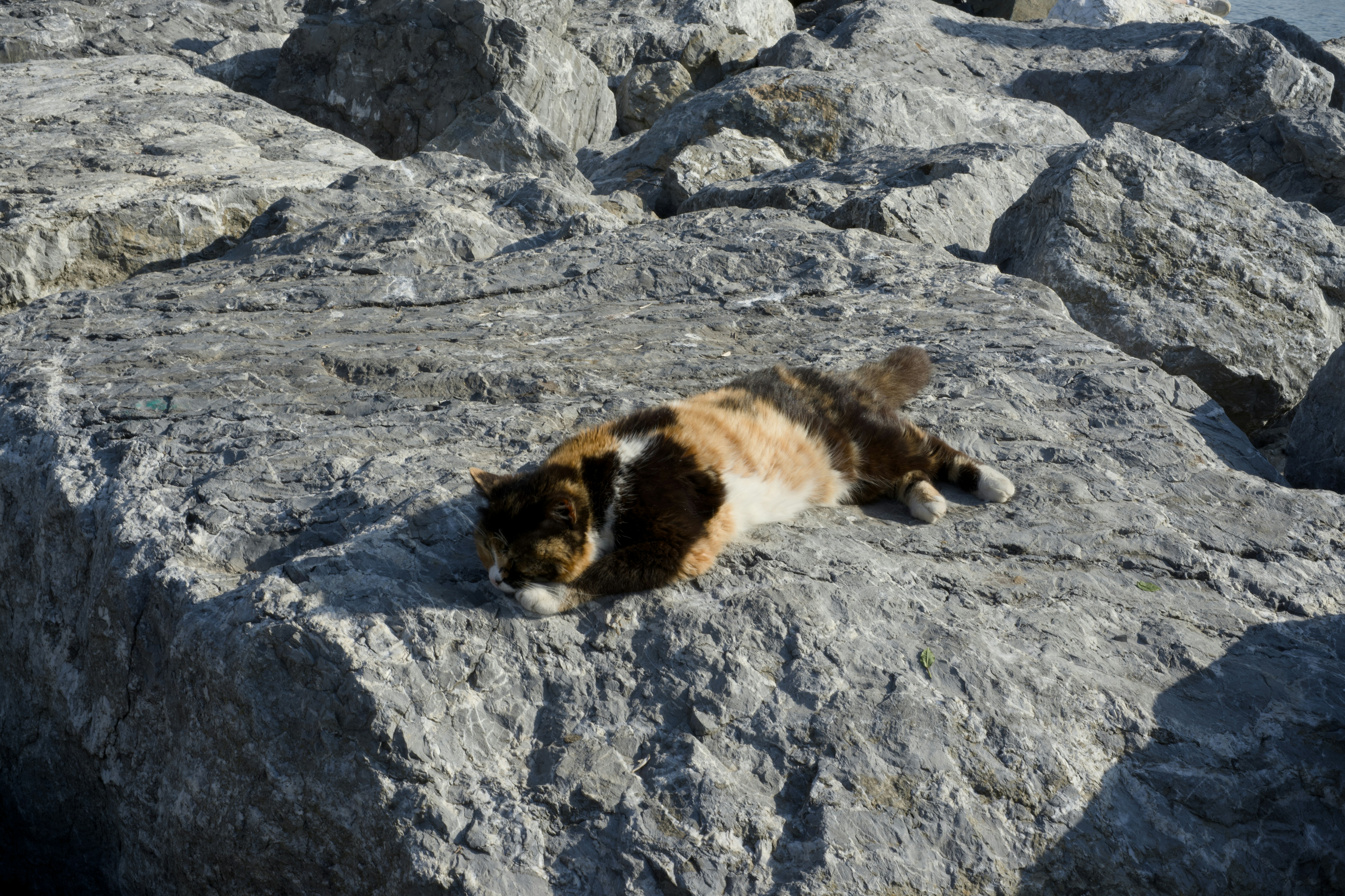 Sunlit Traveler: A Calico Cat Resting on Weathered Granite