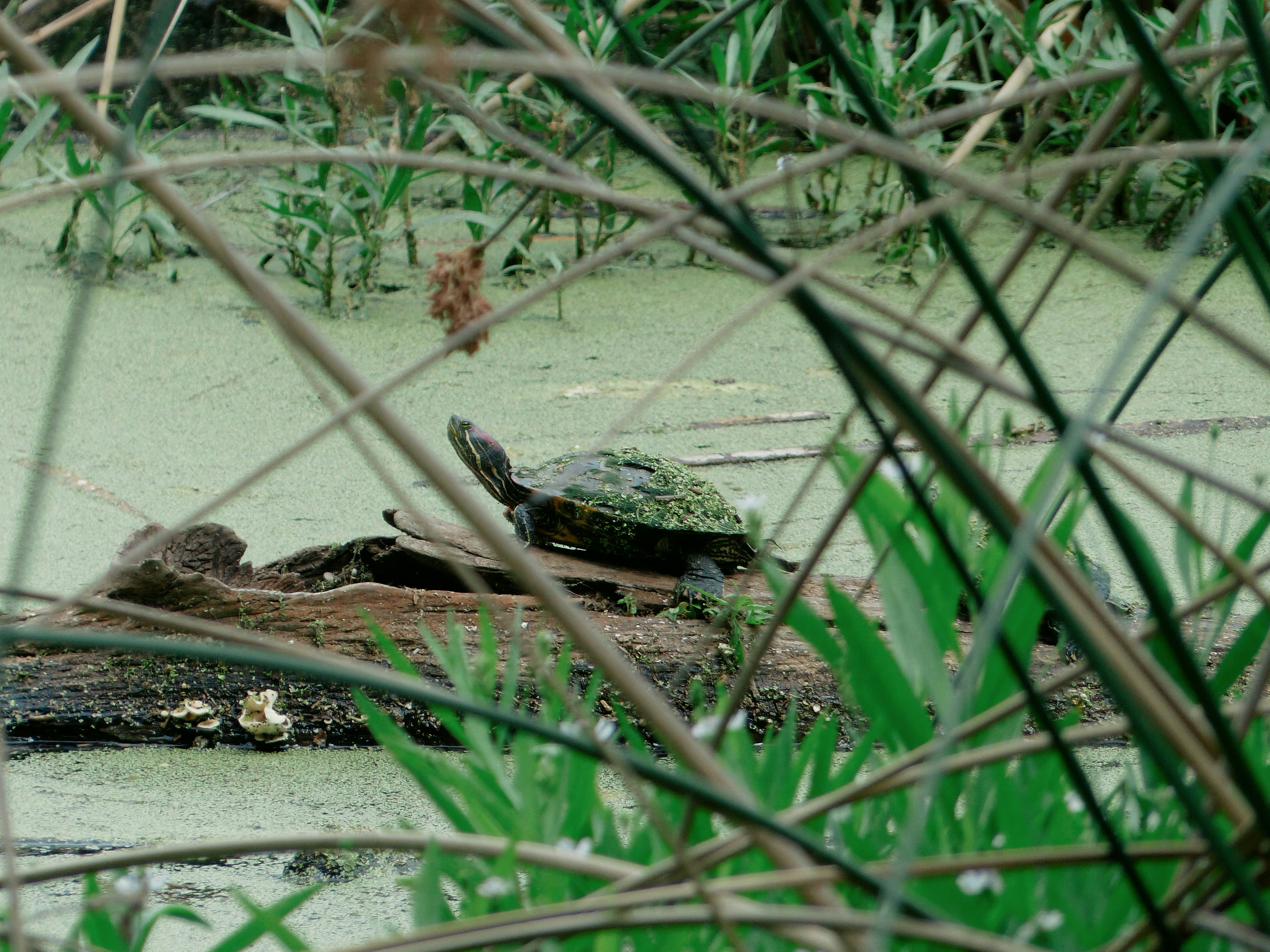 Ambush of a Turtle: A Quiet Moment on a Riverbank