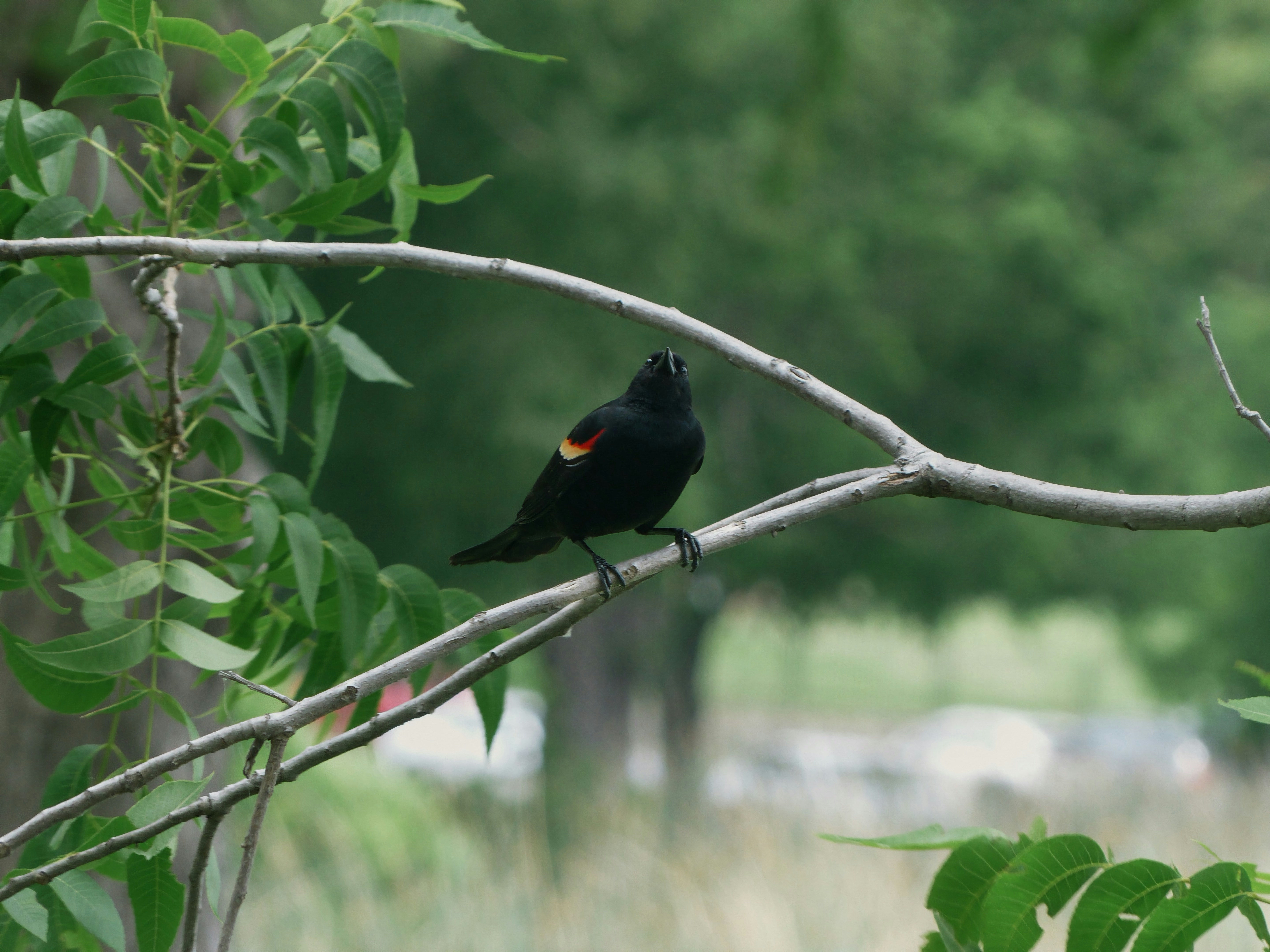 Blackbird on a Curved Branch: A Quiet Moment in the Green Labyrinth